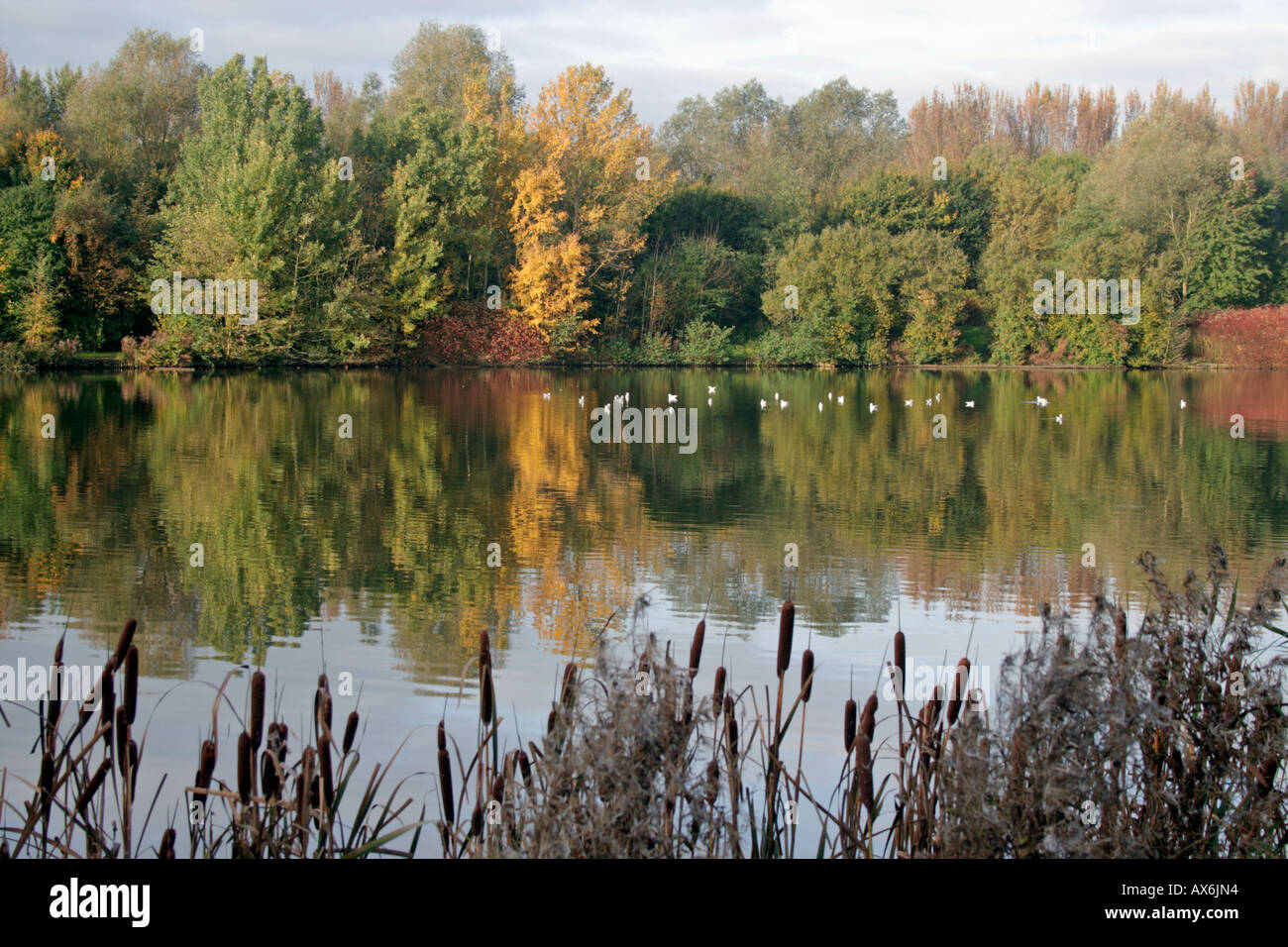 Autumn colours reflecting off Arrow Valley Lake Stock Photo - Alamy