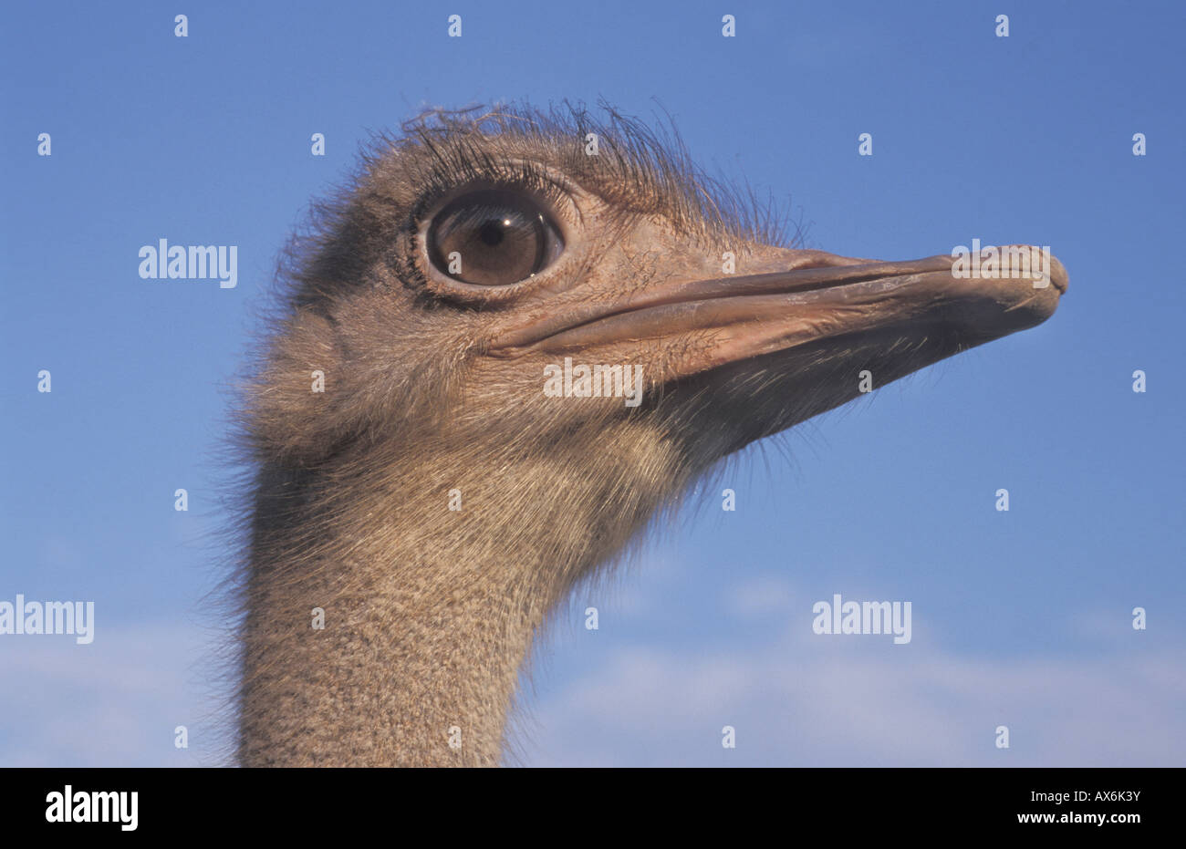 Ostrich body hi-res stock photography and images - Alamy