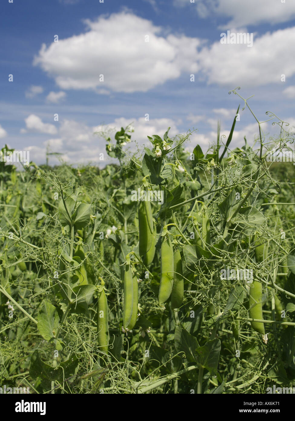 Annex field hi-res stock photography and images - Alamy