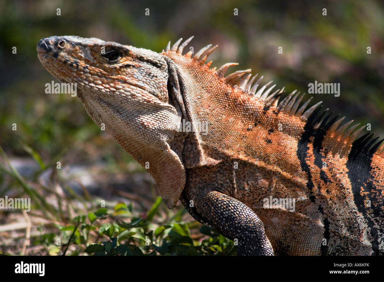 Horizontal iguana photos hi-res stock photography and images - Alamy