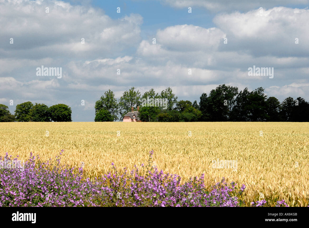 Field yield destination hi-res stock photography and images - Alamy
