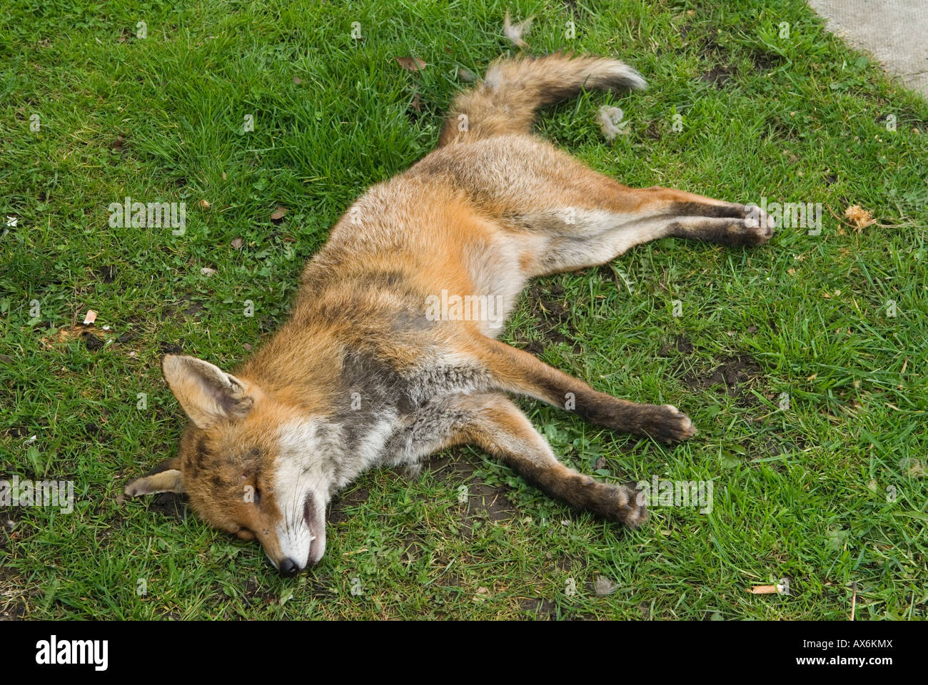 Urban fox road kill UK, Lying on grass verge London UK. 2008 2000s ...