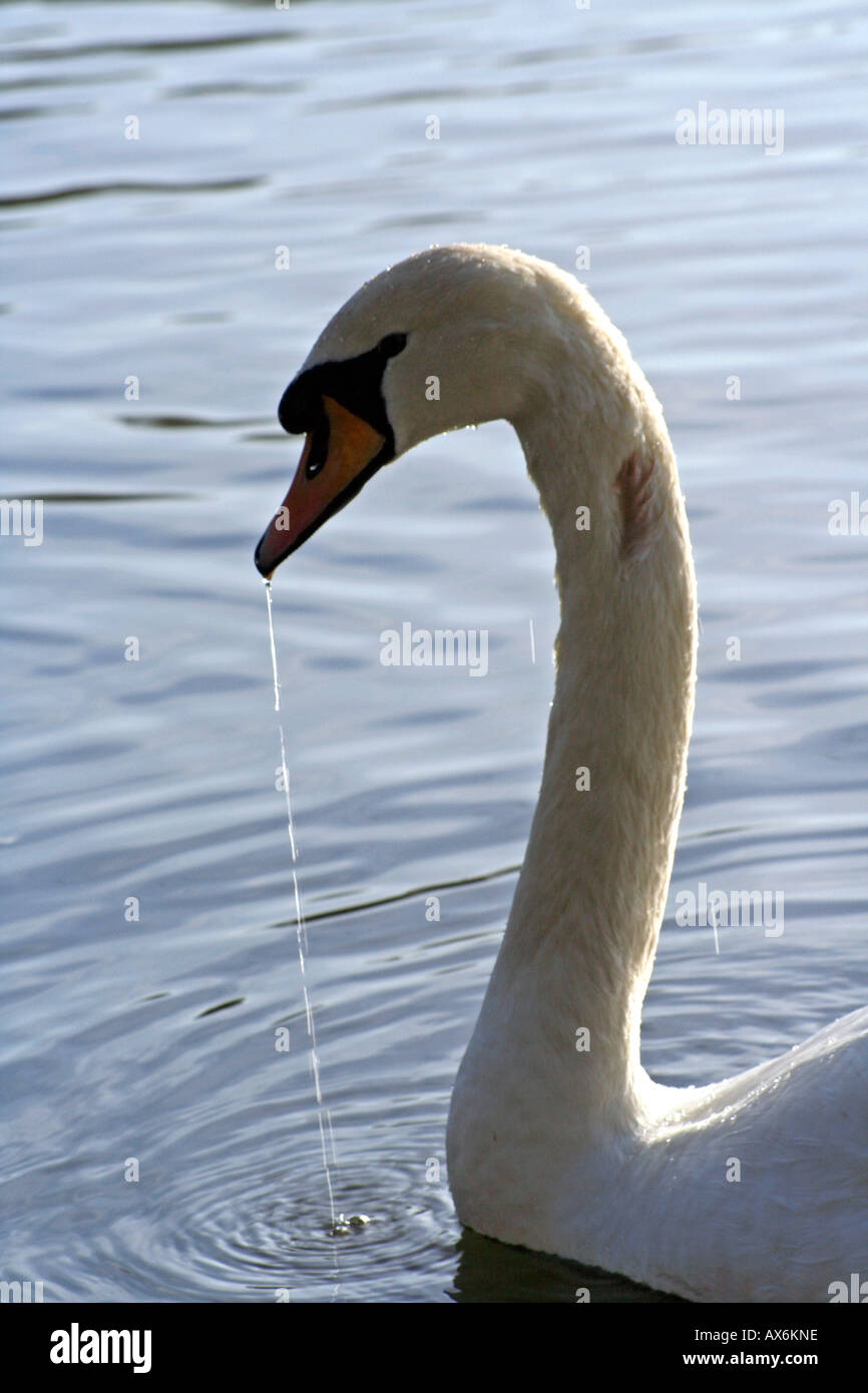 Swan in Lake with streaming water falling from its beak Stock Photo - Alamy