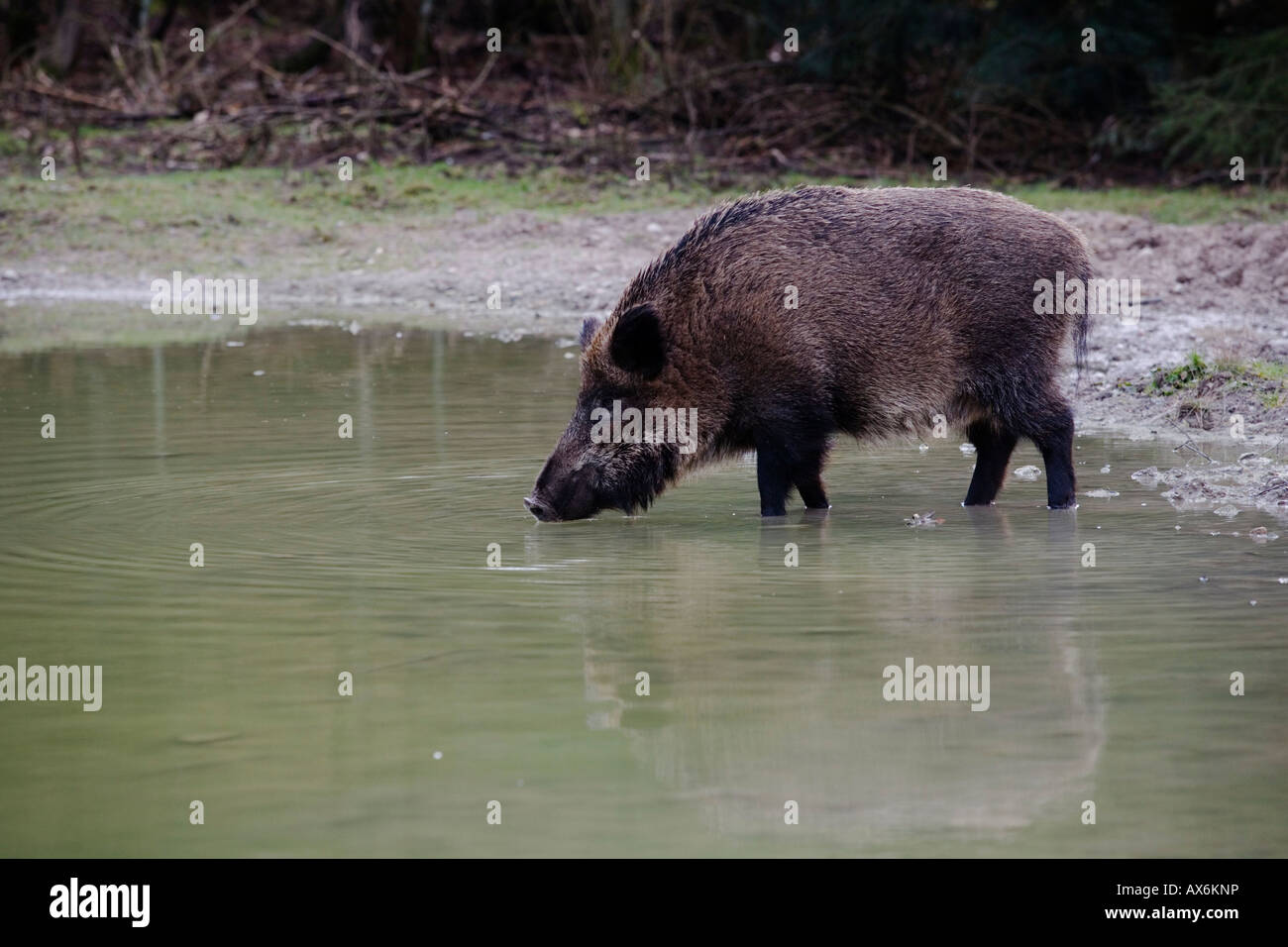 Wild Boar (Sus Scrofa) drinking water from waterhole, Schleswig ...