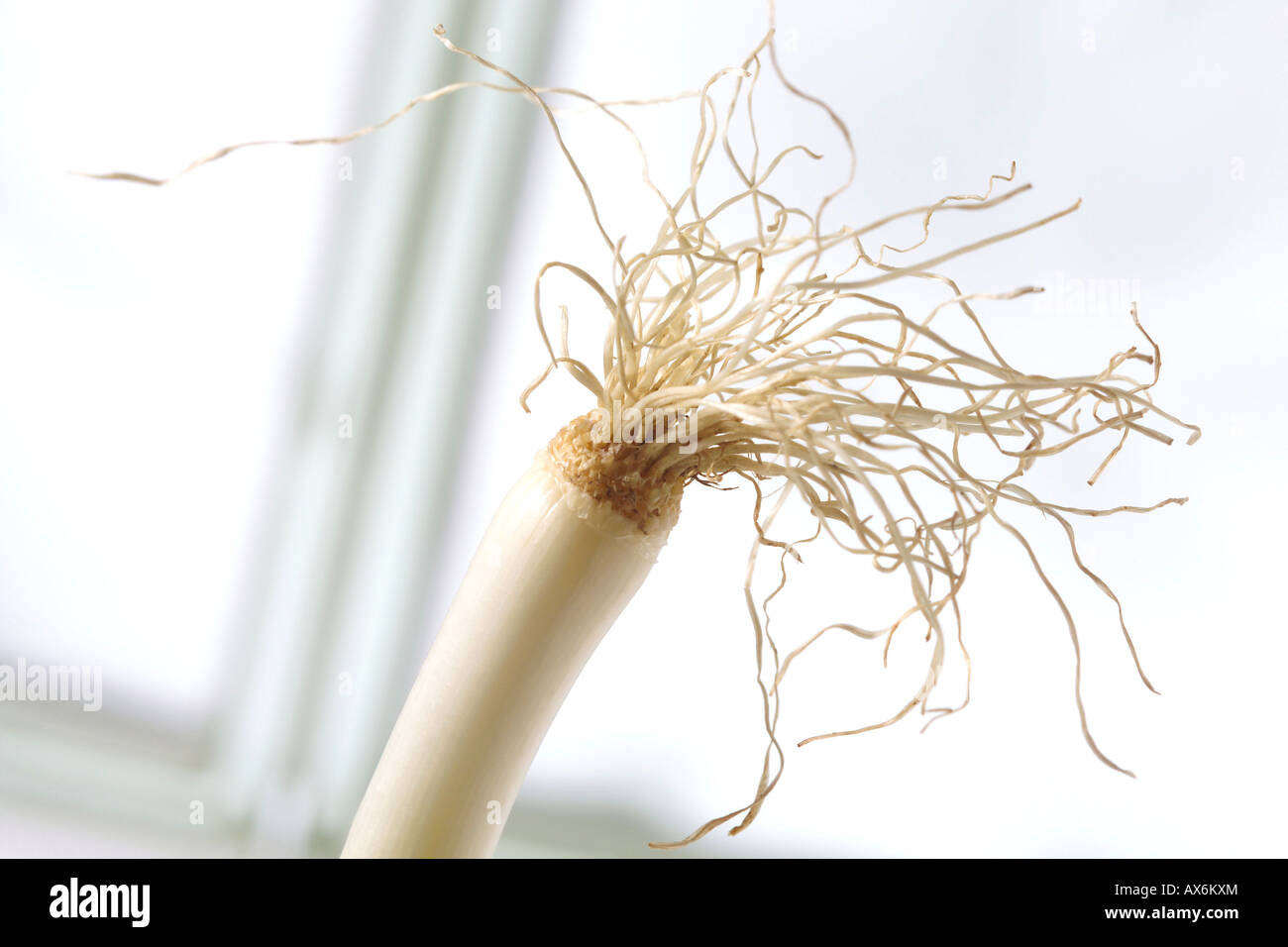 Root in spring hi-res stock photography and images - Alamy
