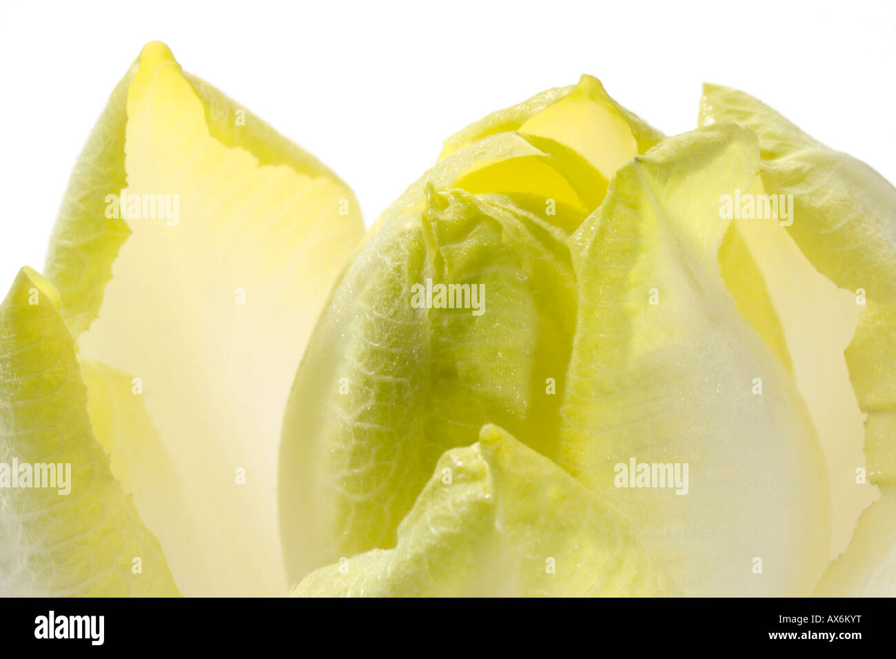 Slanting leaves hi-res stock photography and images - Alamy