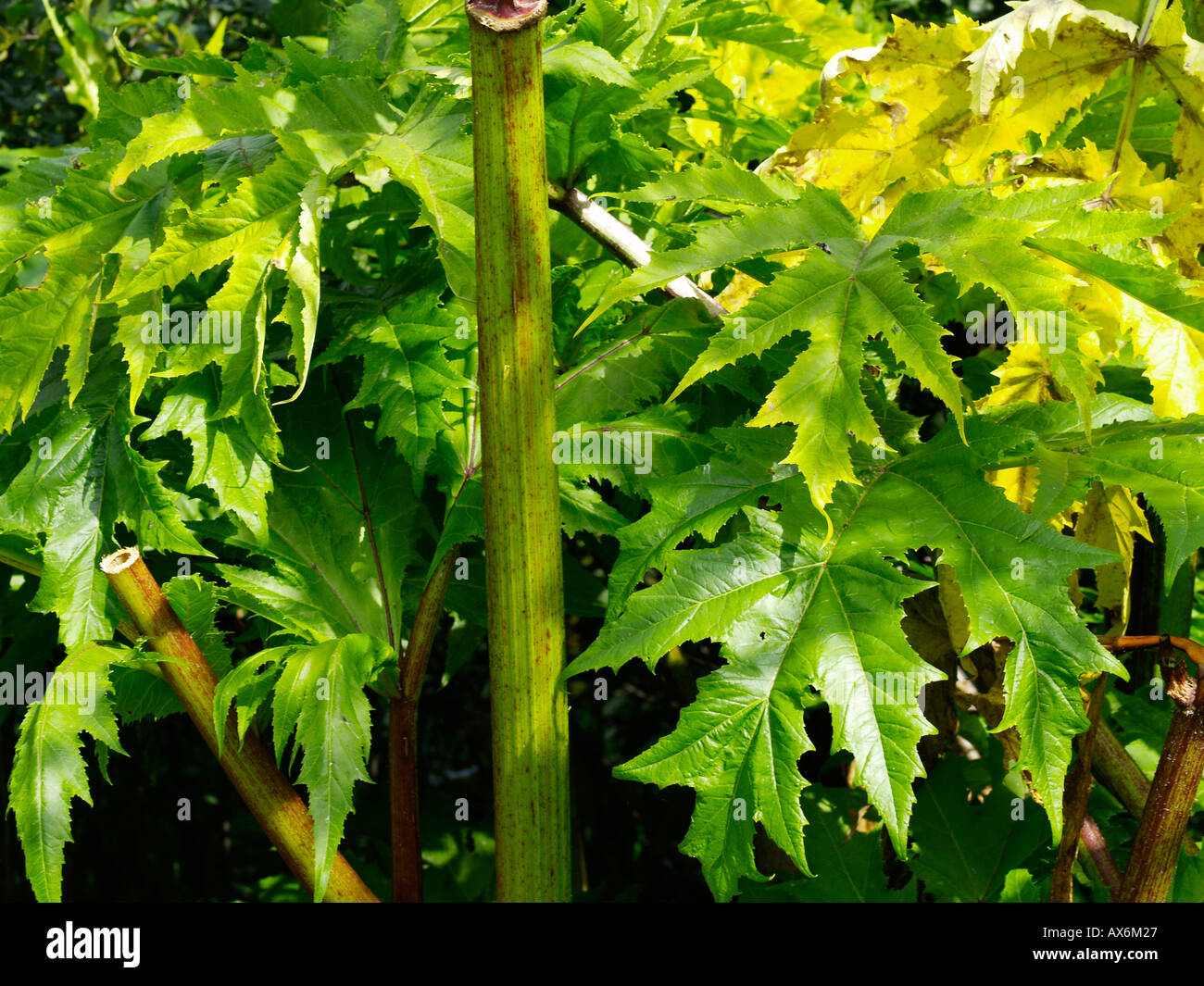 Giant hogweed stem hi-res stock photography and images - Alamy