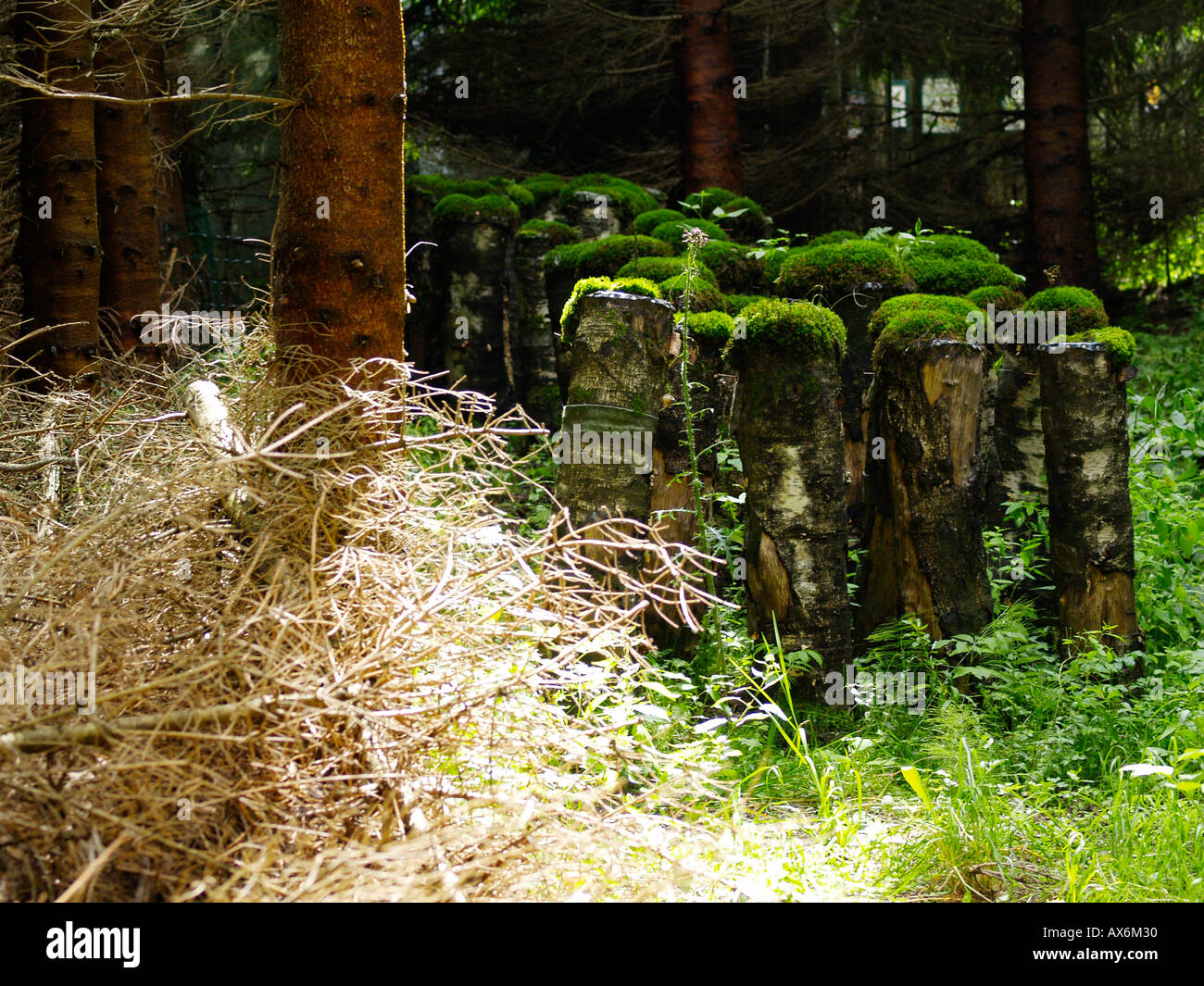 tree trunks covered with moss Stock Photo - Alamy