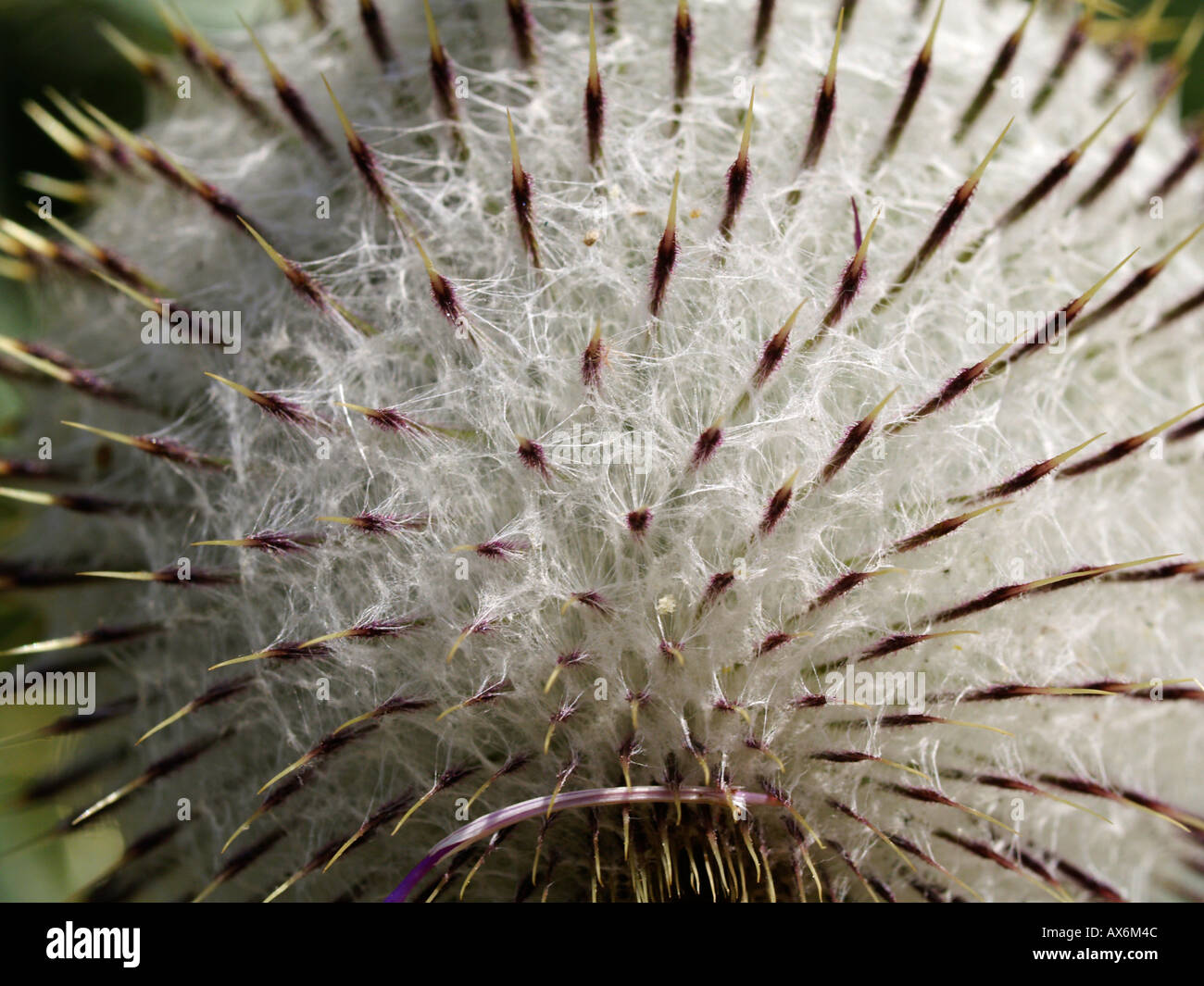 Plant thistle hi-res stock photography and images - Alamy