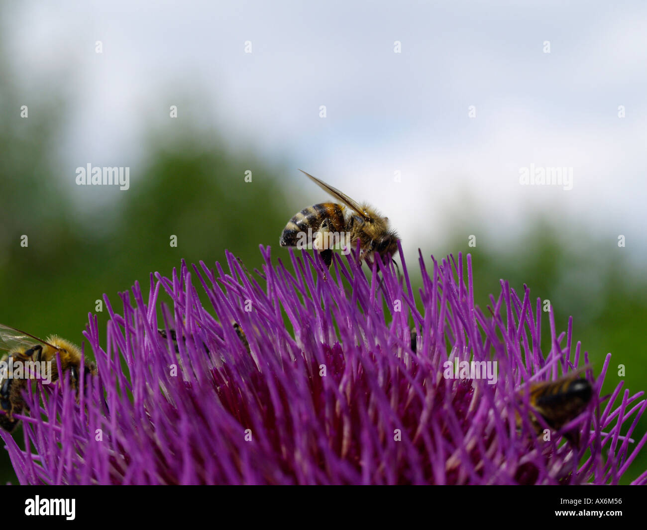 Thistle bees hi-res stock photography and images - Alamy