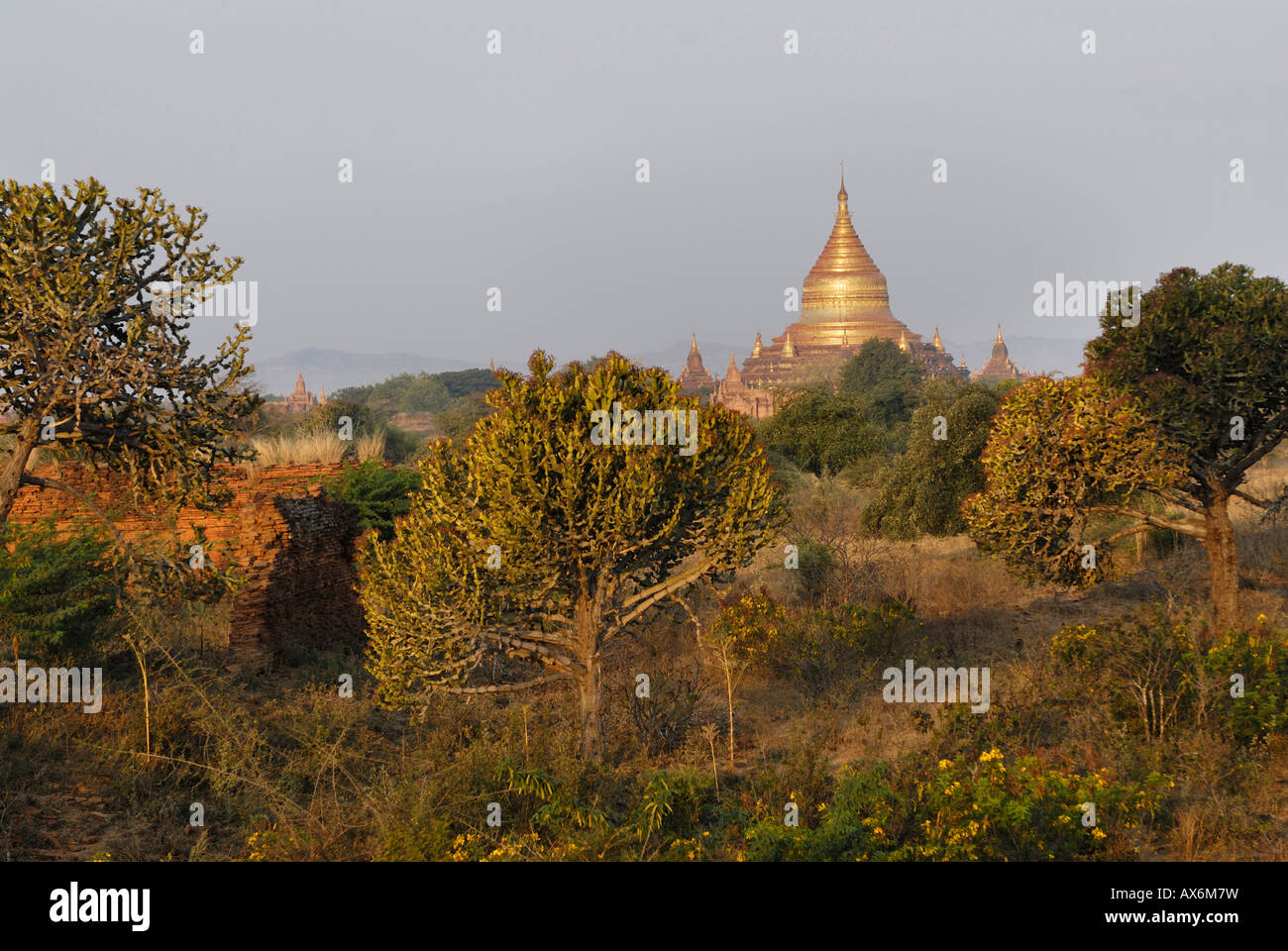Trees in front of temple, Pagan, Myanmar Stock Photo - Alamy