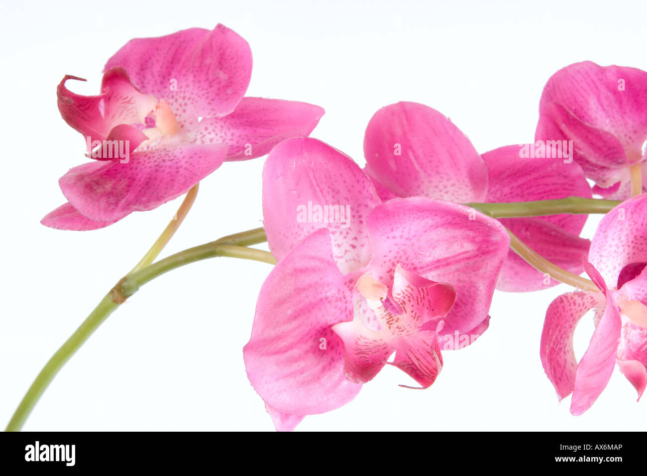 Pink orchid on a white background Horizontal shot Stock Photo - Alamy