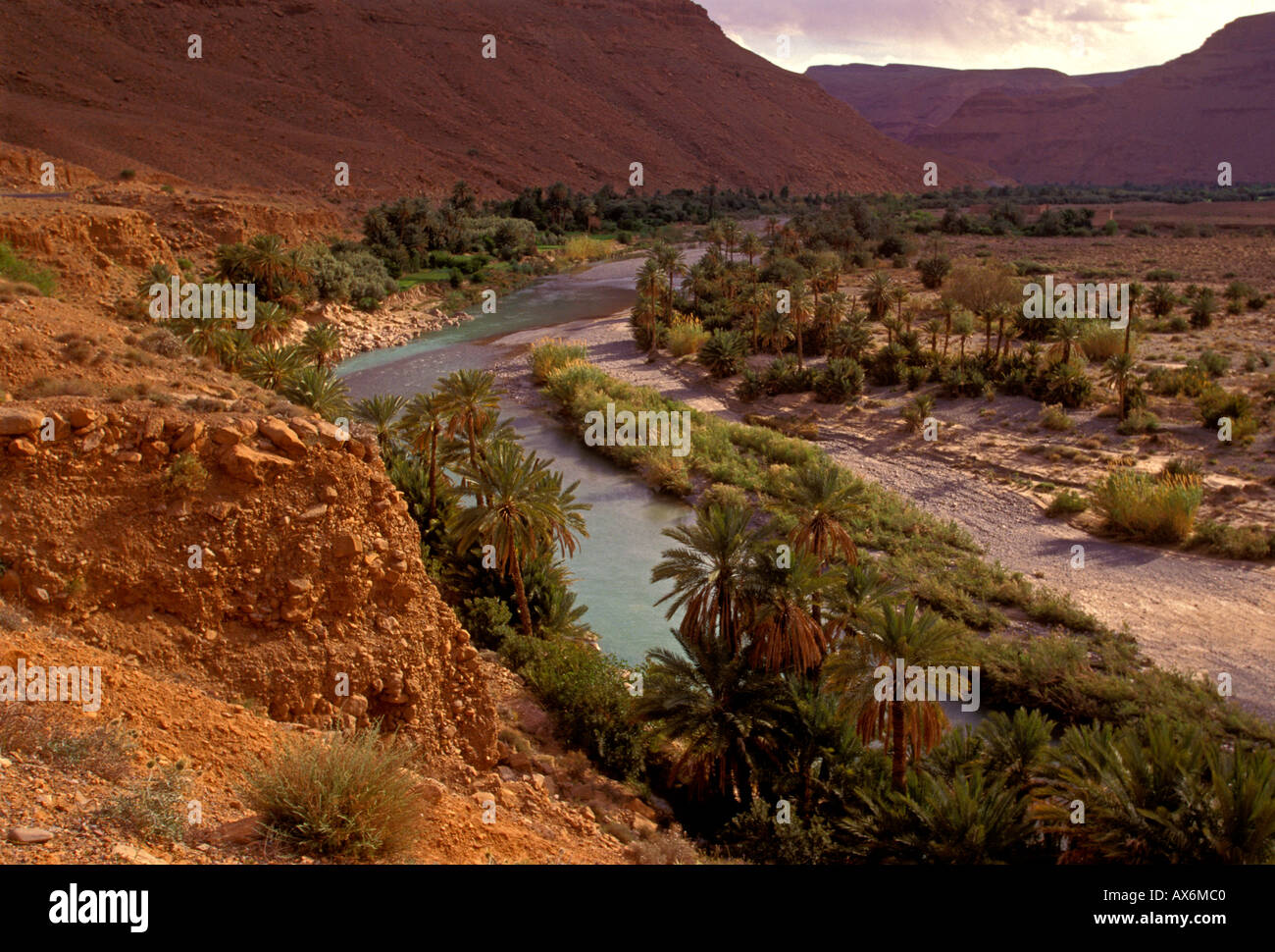 oasis, palm trees, palmery, palmerie, Ziz River, Ziz Gorge, Ziz Valley ...
