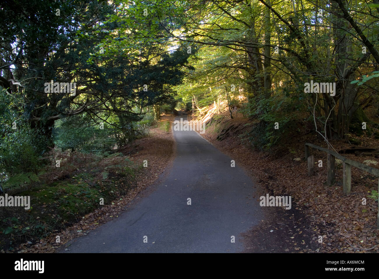 A colourful road in a wooded countryside in Surrey, England Stock Photo ...