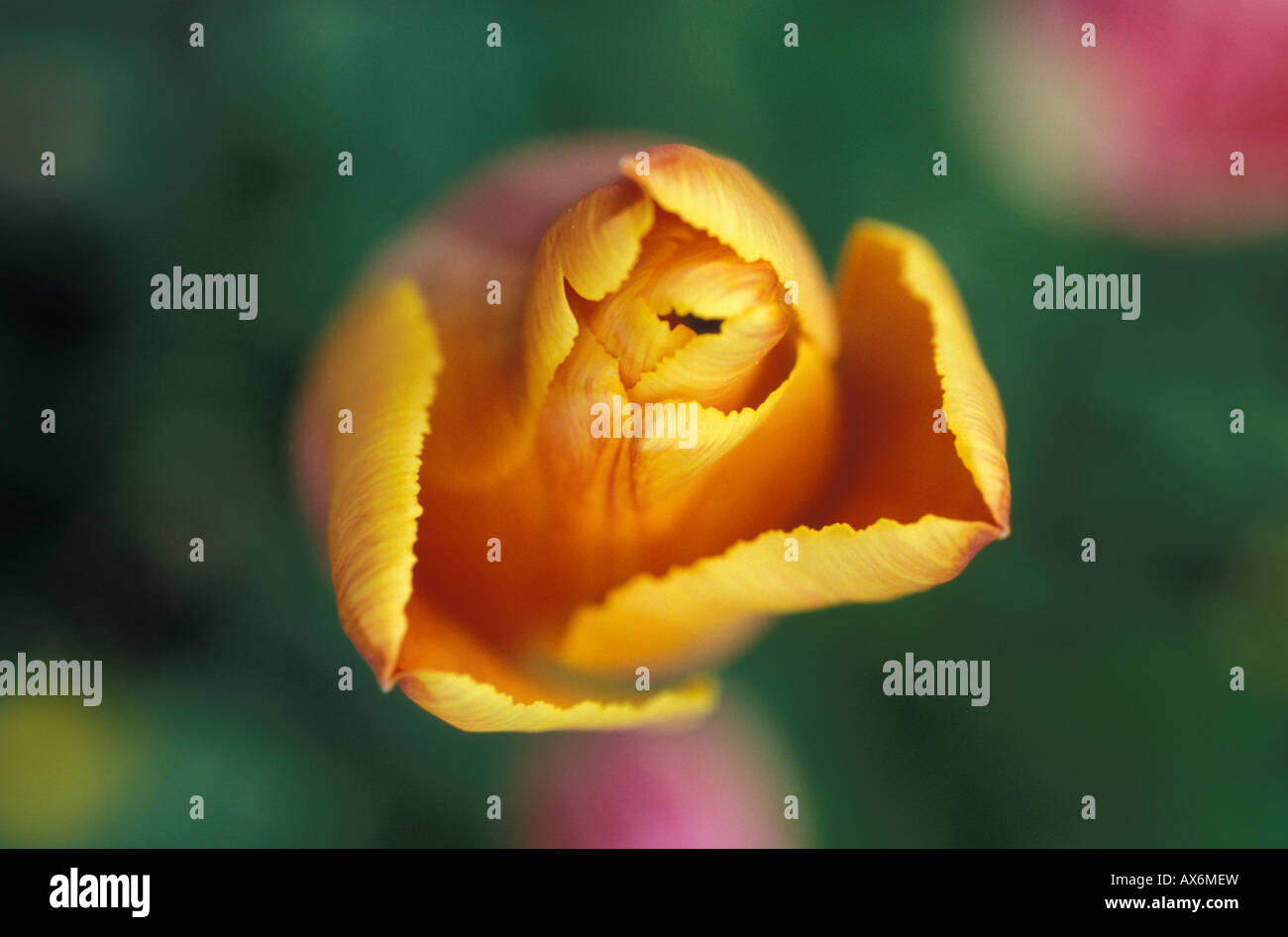 Tulipa pleasure hi-res stock photography and images - Alamy