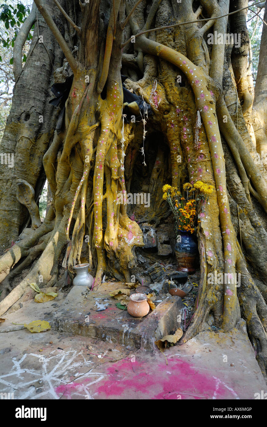 Religious offerings made at root of tree, Yangon, Myanmar Stock Photo - Alamy
