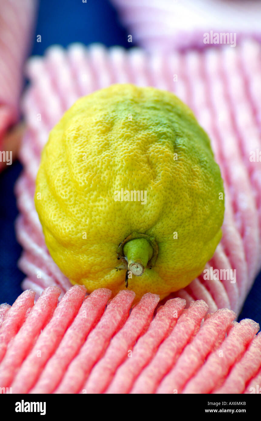 Etrog on display at the Tel Aviv 4 species market October 2006 Stock ...