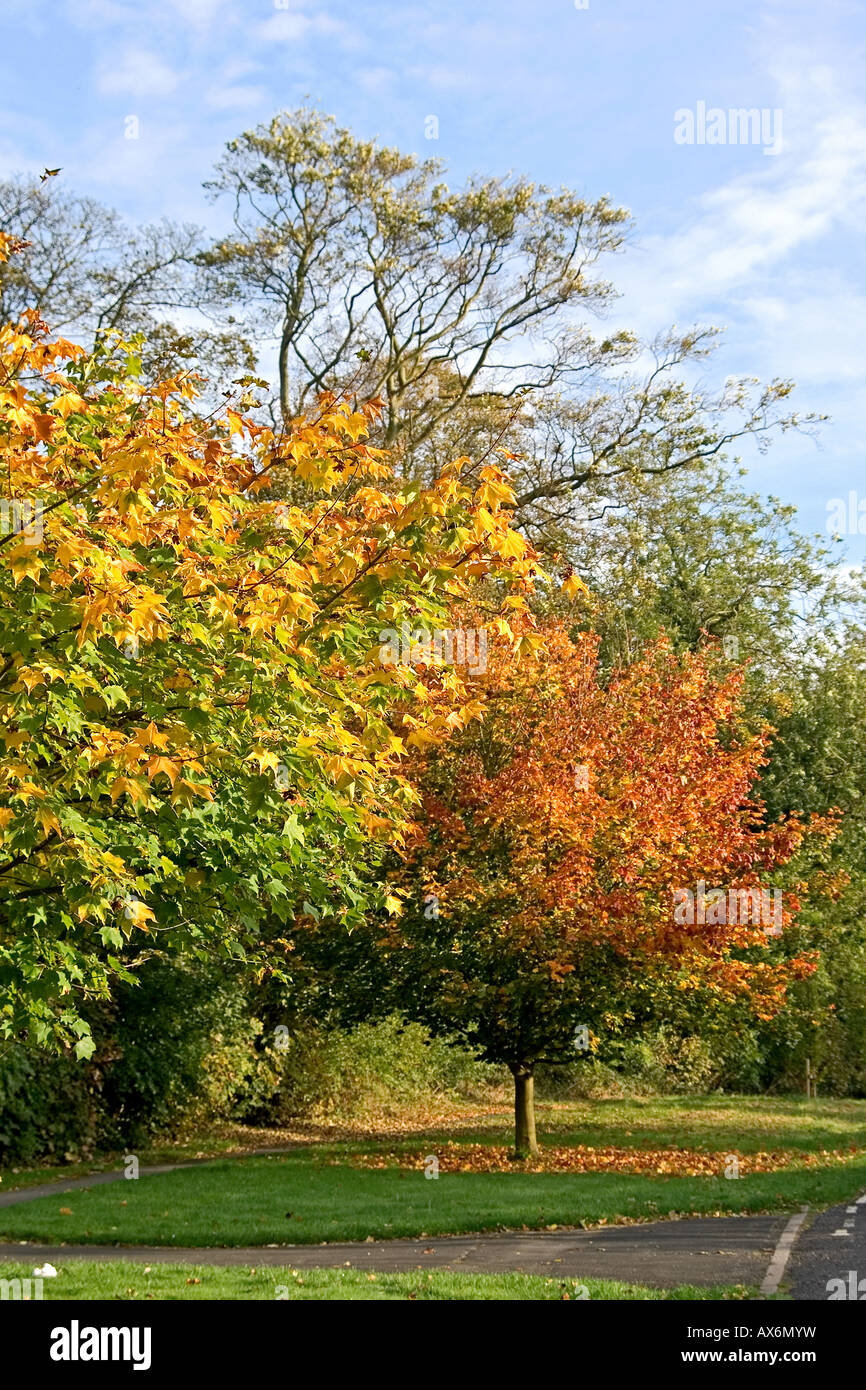 Trees changing into their autumn colours Stock Photo - Alamy