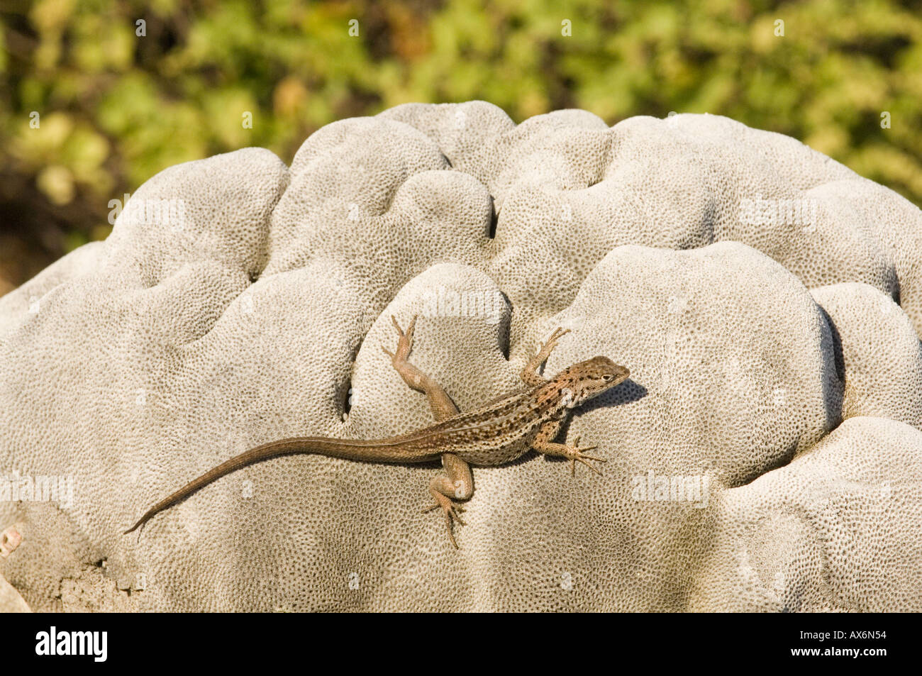 Lava lizard (Microlophus albemarlensis) on the old coral Urvina Bay ...