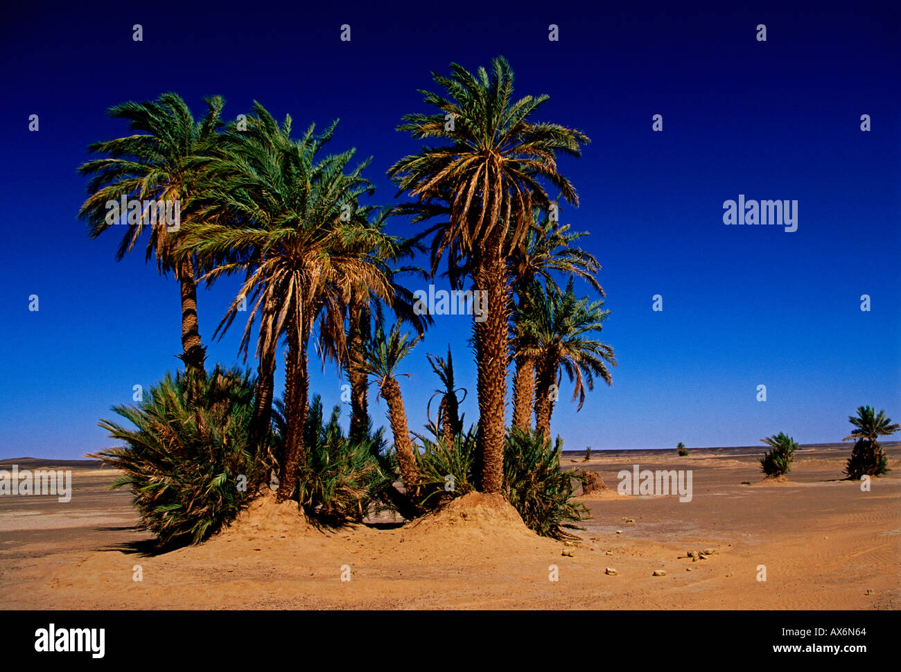 Agriculture, agricultural field, crop, crops, date palm trees, Merzouga ...