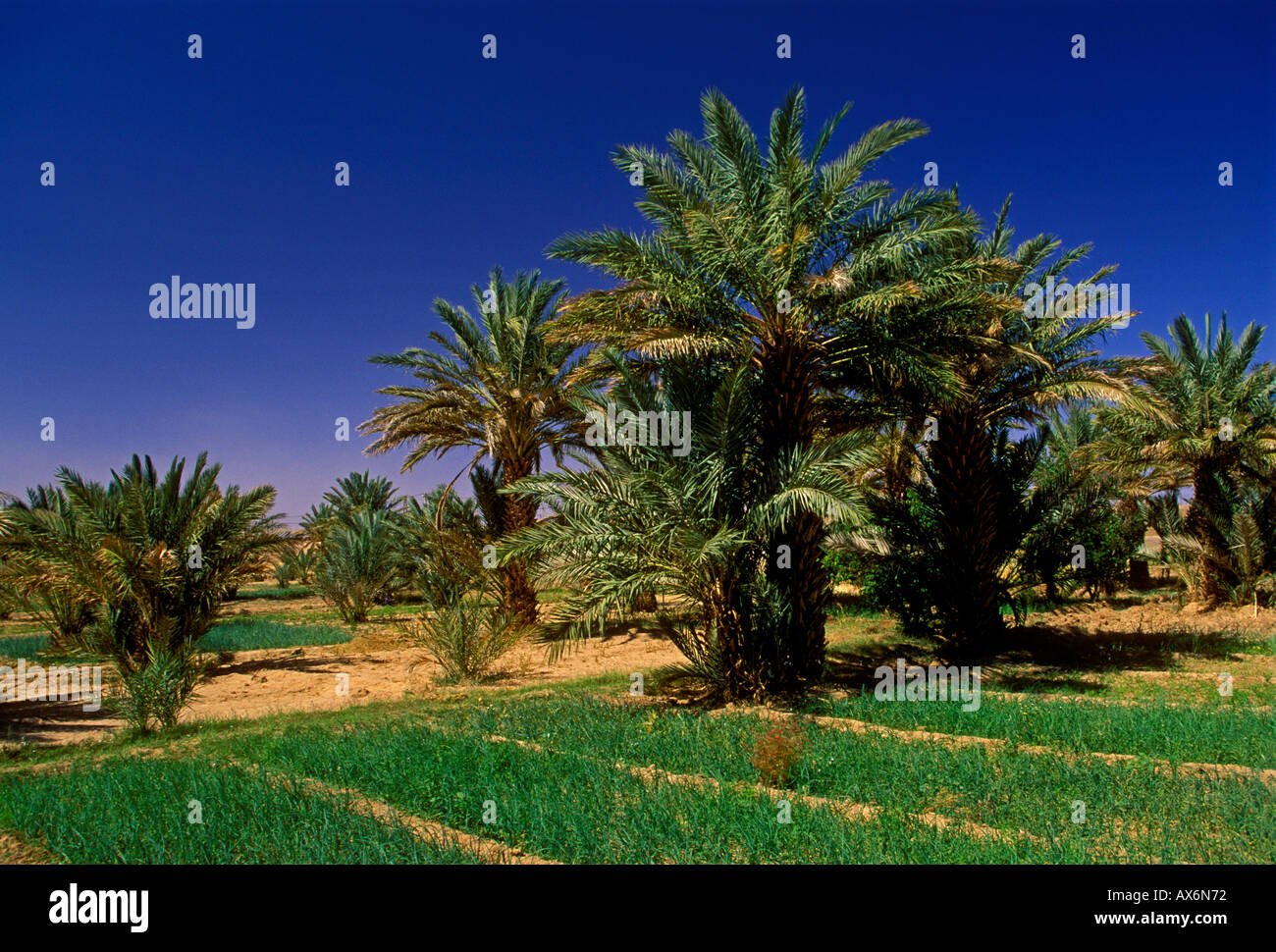 Agriculture, agricultural field, crop, crops, wheat, date palm trees ...