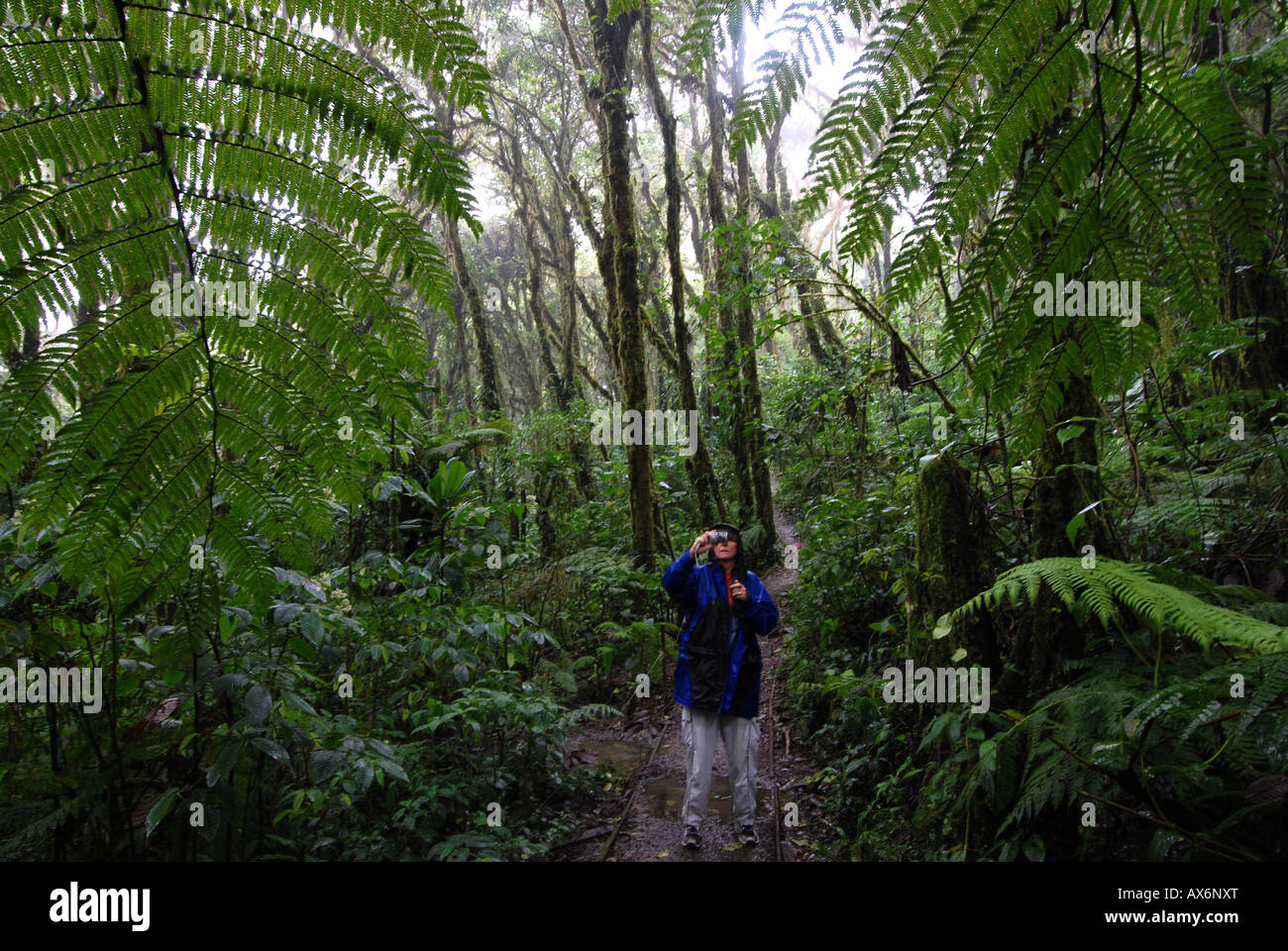 Monte verde cloud forest trail hi-res stock photography and images - Alamy