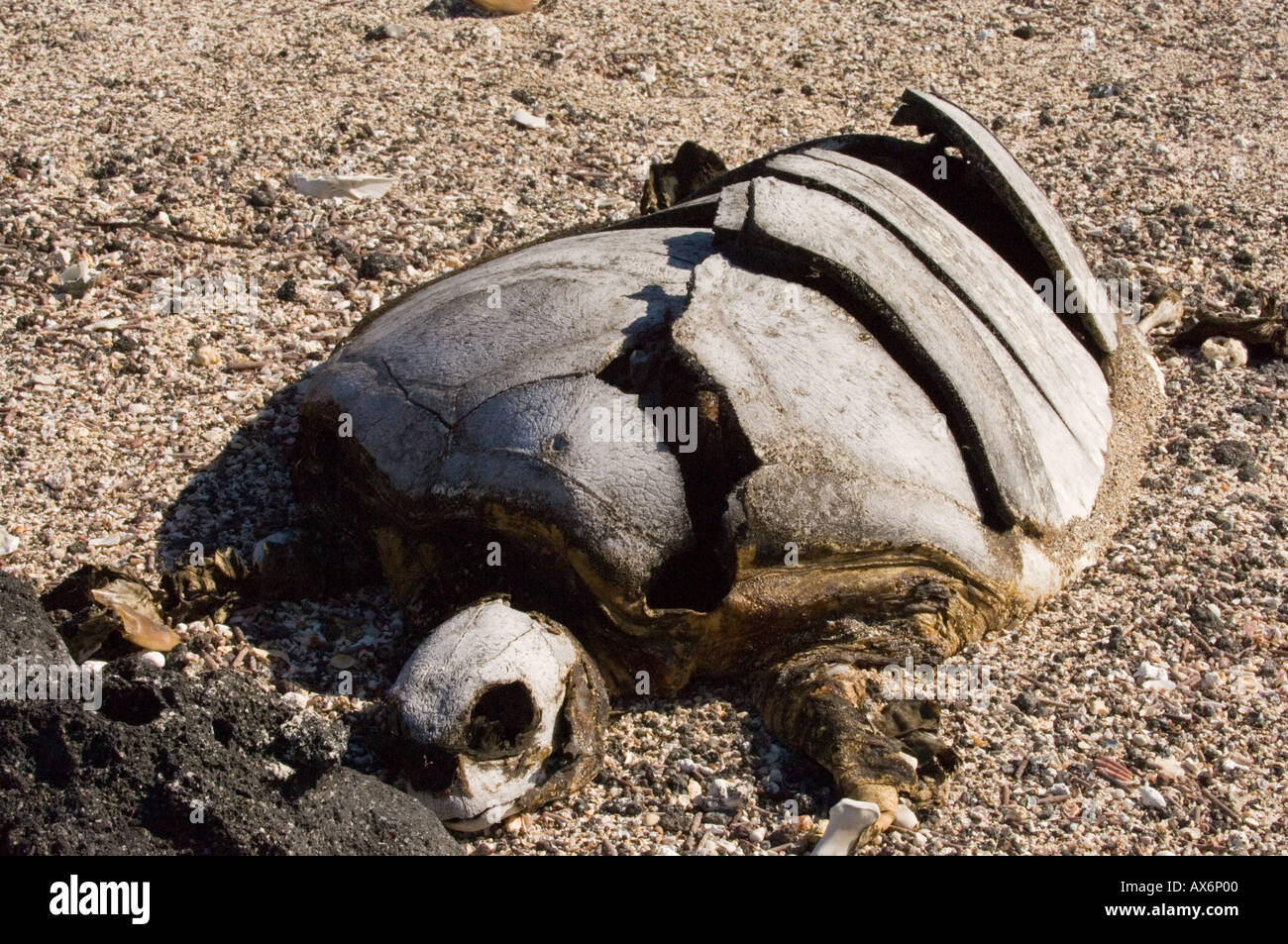 Pacific Green Turtle (Chelonia mydas agassisi) skeleton on beach Urvina ...