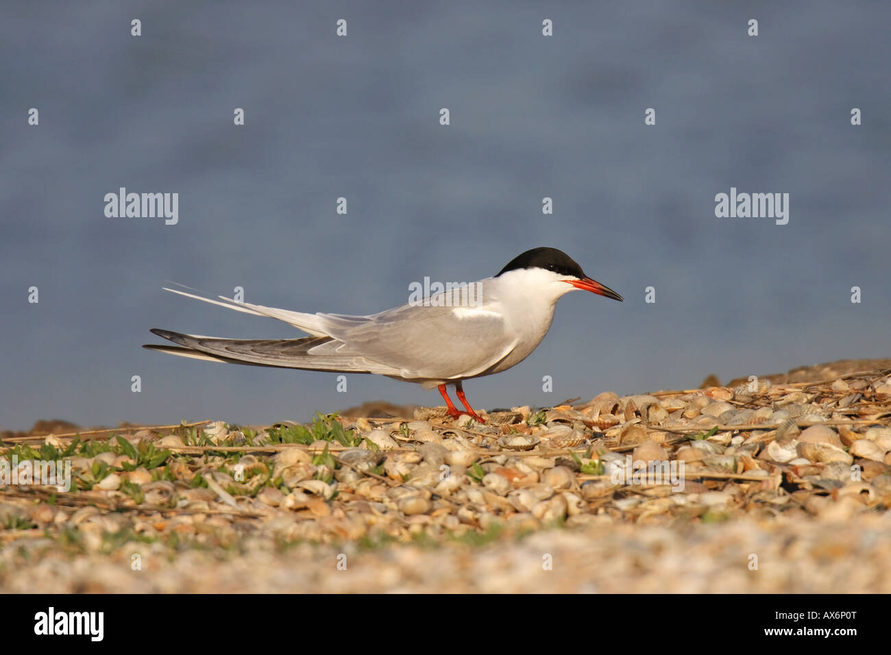 Flußseeschwalbe (sterna hirundo) common tern Stock Photo - Alamy
