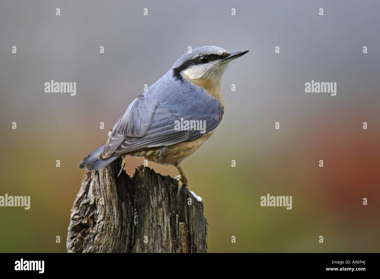 Kleiber sitta europaea sittidae Stock Photo - Alamy