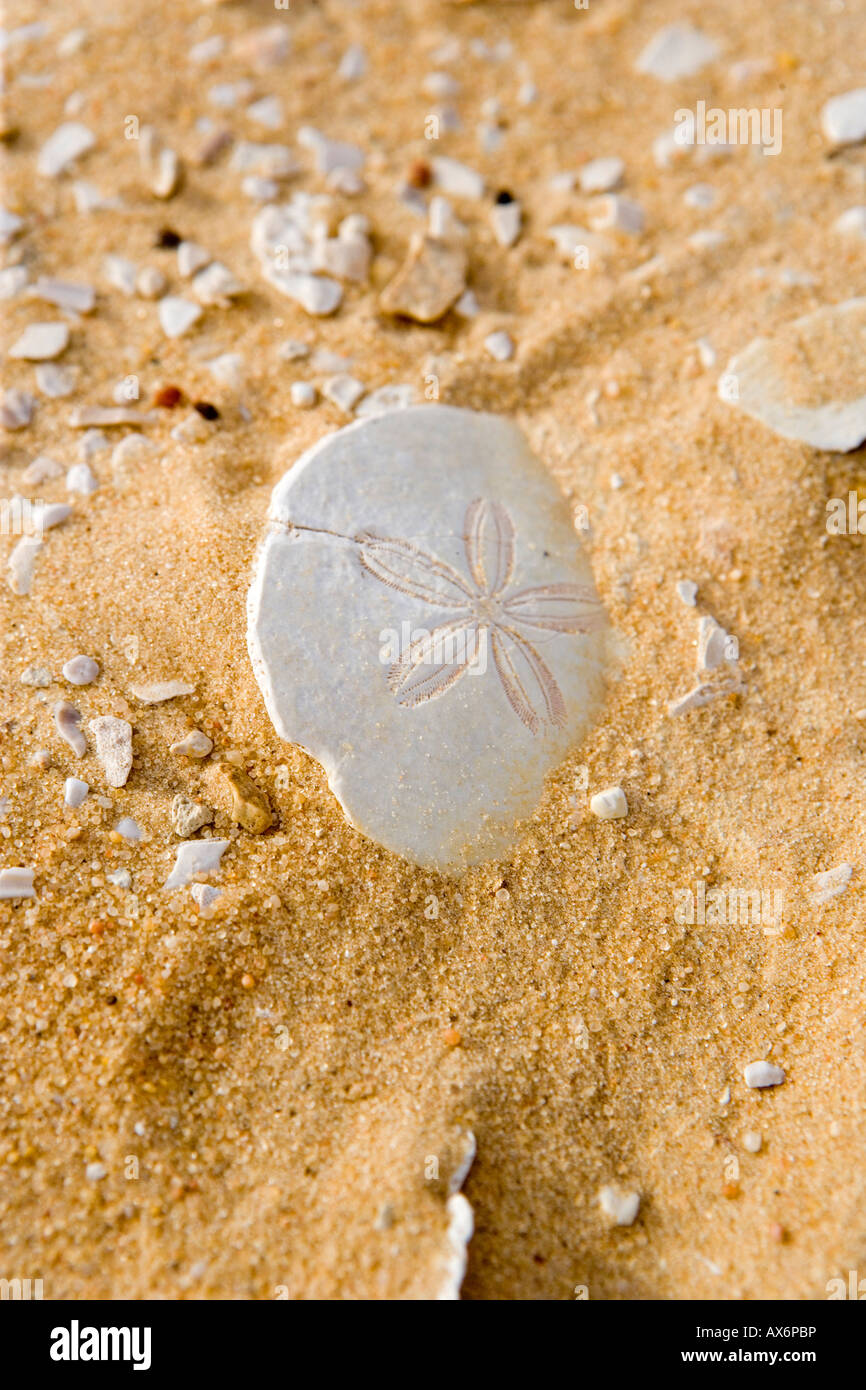 Close-up of sea shells on sand, Siwa, Egypt, Africa Stock Photo - Alamy