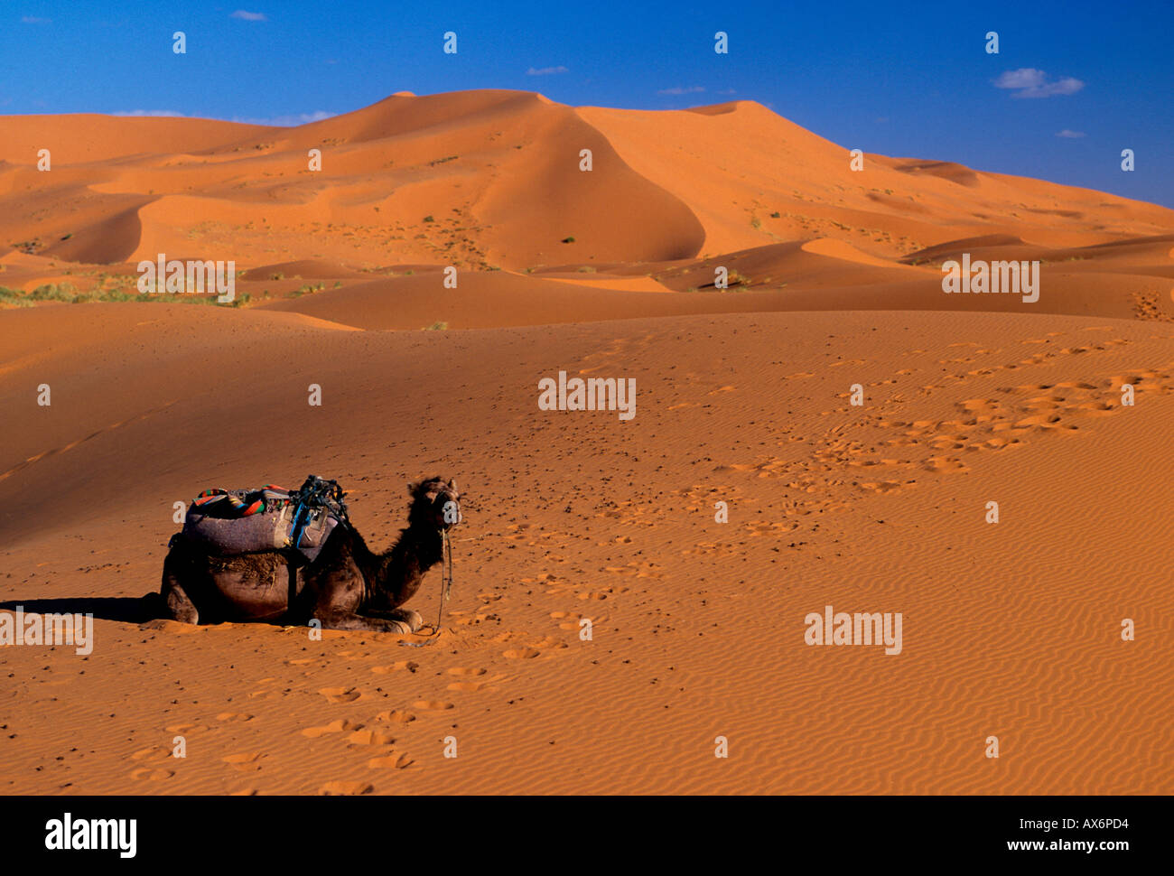camel, dromedary, working animal, beast of burden, Sahara, Saharan ...
