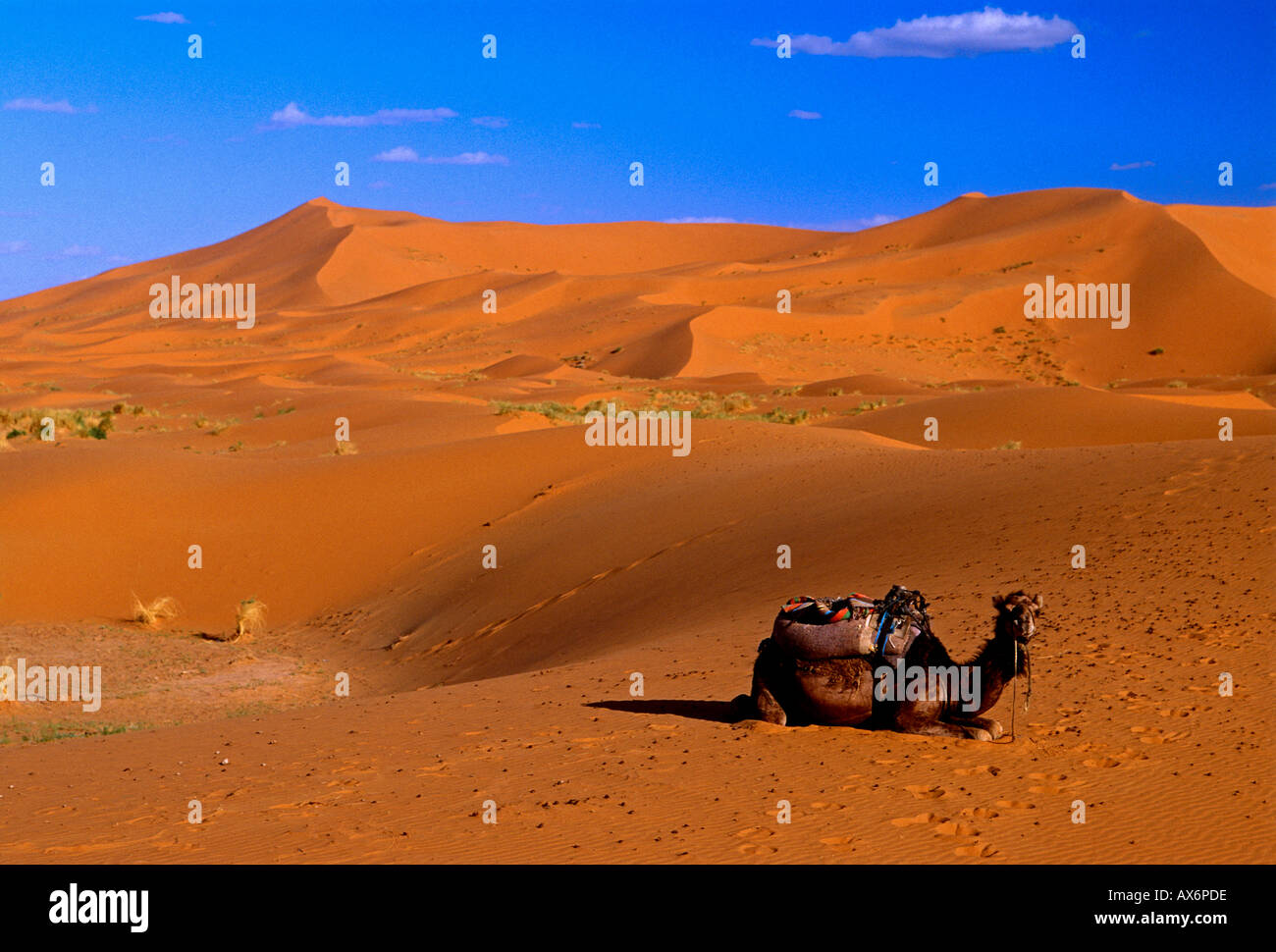 camel, dromedary, working animal, beast of burden, Sahara, Saharan ...