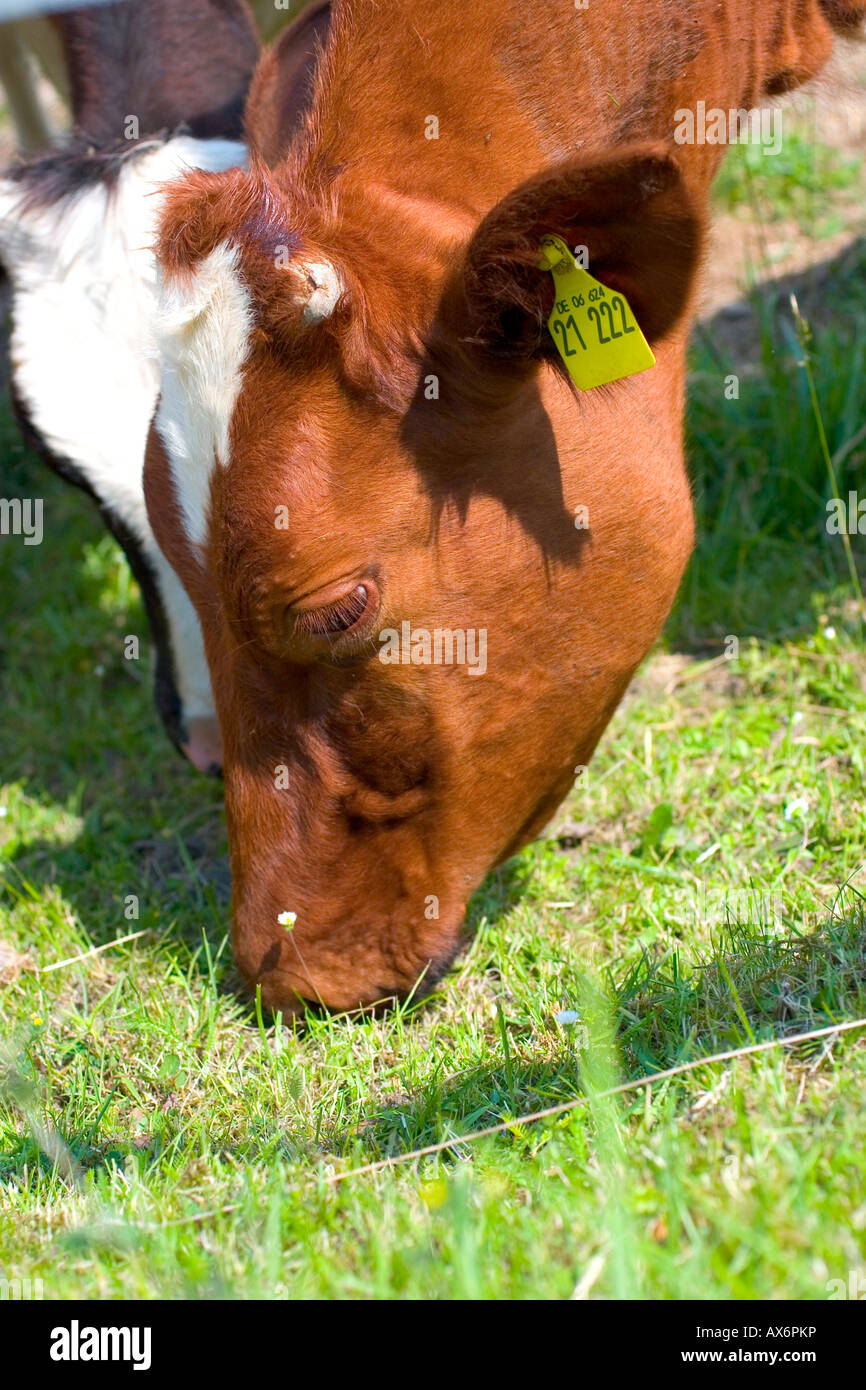 Grazing cows in field photos hi-res stock photography and images - Alamy