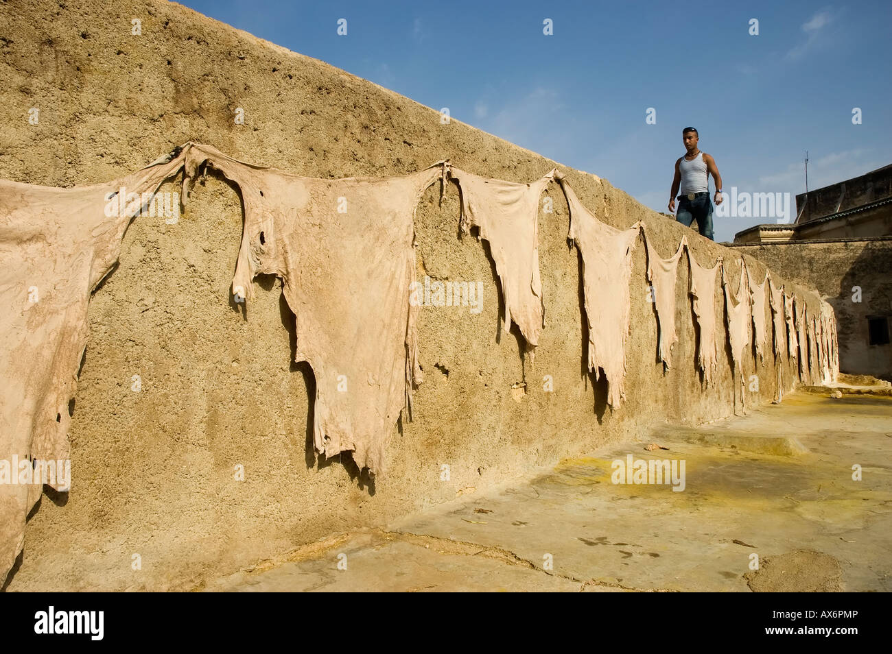 Some skins of goat drying at the sun in the tannery of Fes el Bali in ...