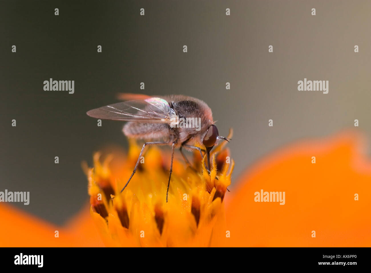 a close up of a specimen of the Bombyliidae family bee flies Stock ...