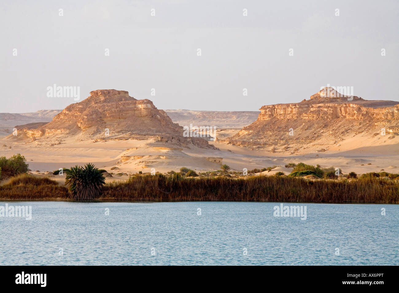 Oasis in desert, Siwa Oasis, Egypt Stock Photo - Alamy
