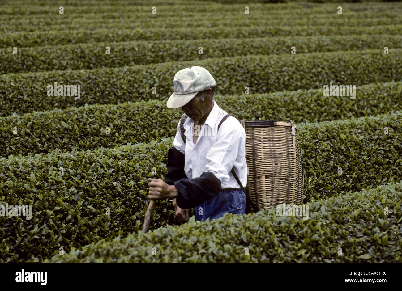 Japanese tea farm hi-res stock photography and images - Alamy