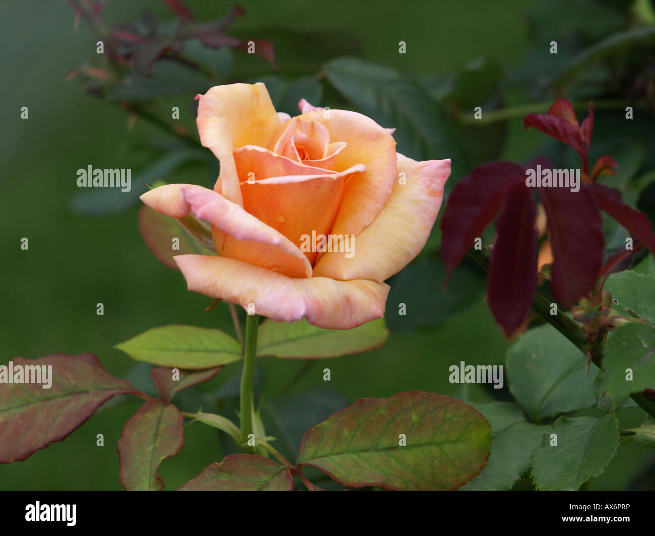 orange rose flower plant garden Stock Photo - Alamy