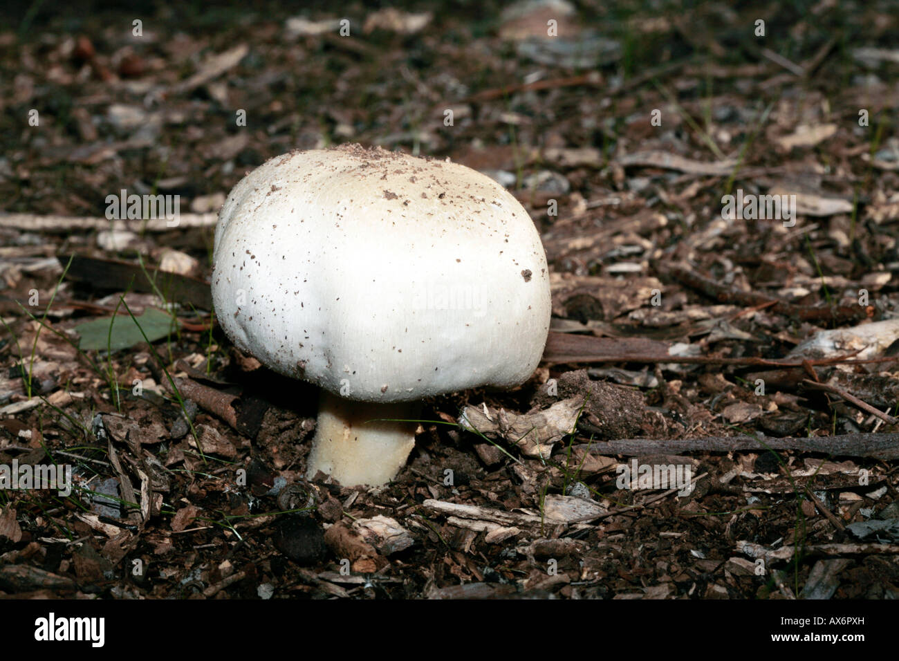Yellow Stainer Fungus- Agaricus xanthodermus-Family Agaricaceae Stock ...