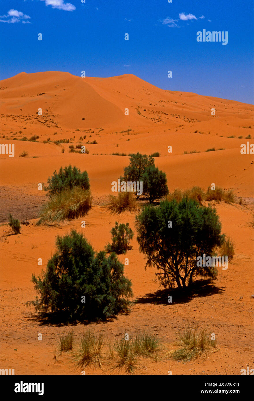 sand dune, sand dunes, Erg Chebbi, Sahara Desert, sunrise, dawn ...