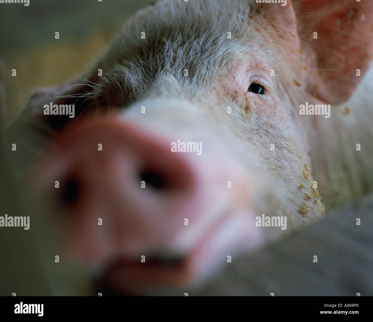 The face of a pig and its snout look at the camera on a farm in ...