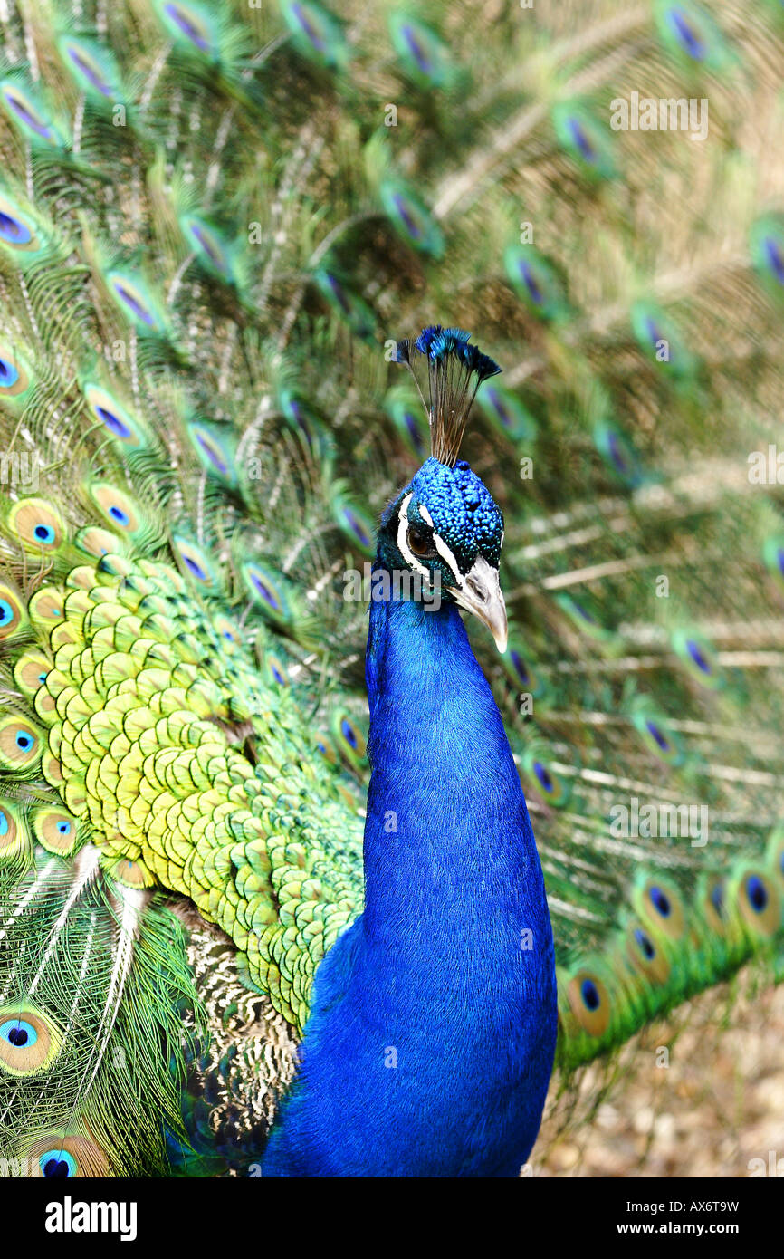 Hen Peacock Bird High Resolution Stock Photography and Images - Alamy