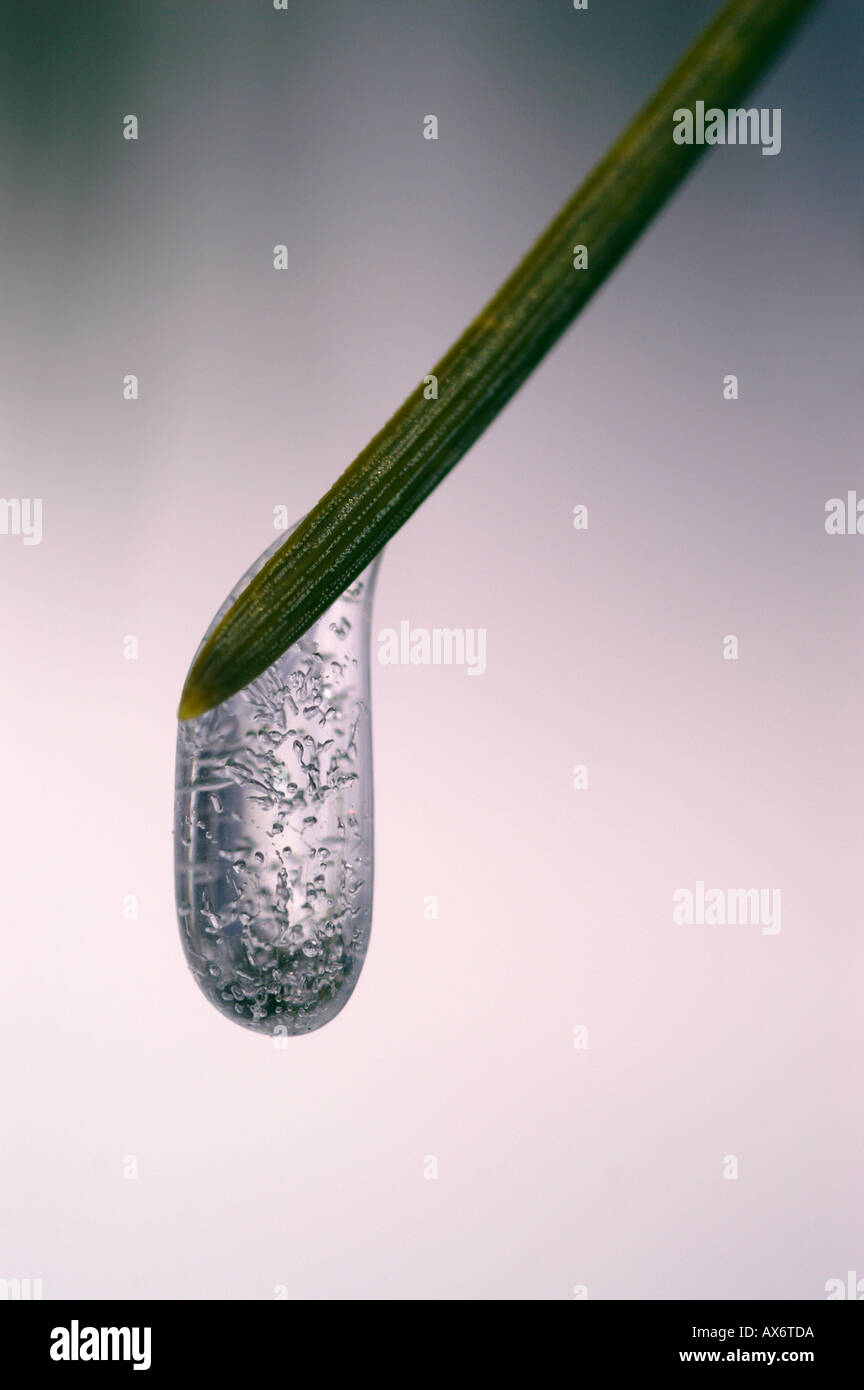 Frozen ice water droplet on pine needle Stock Photo - Alamy