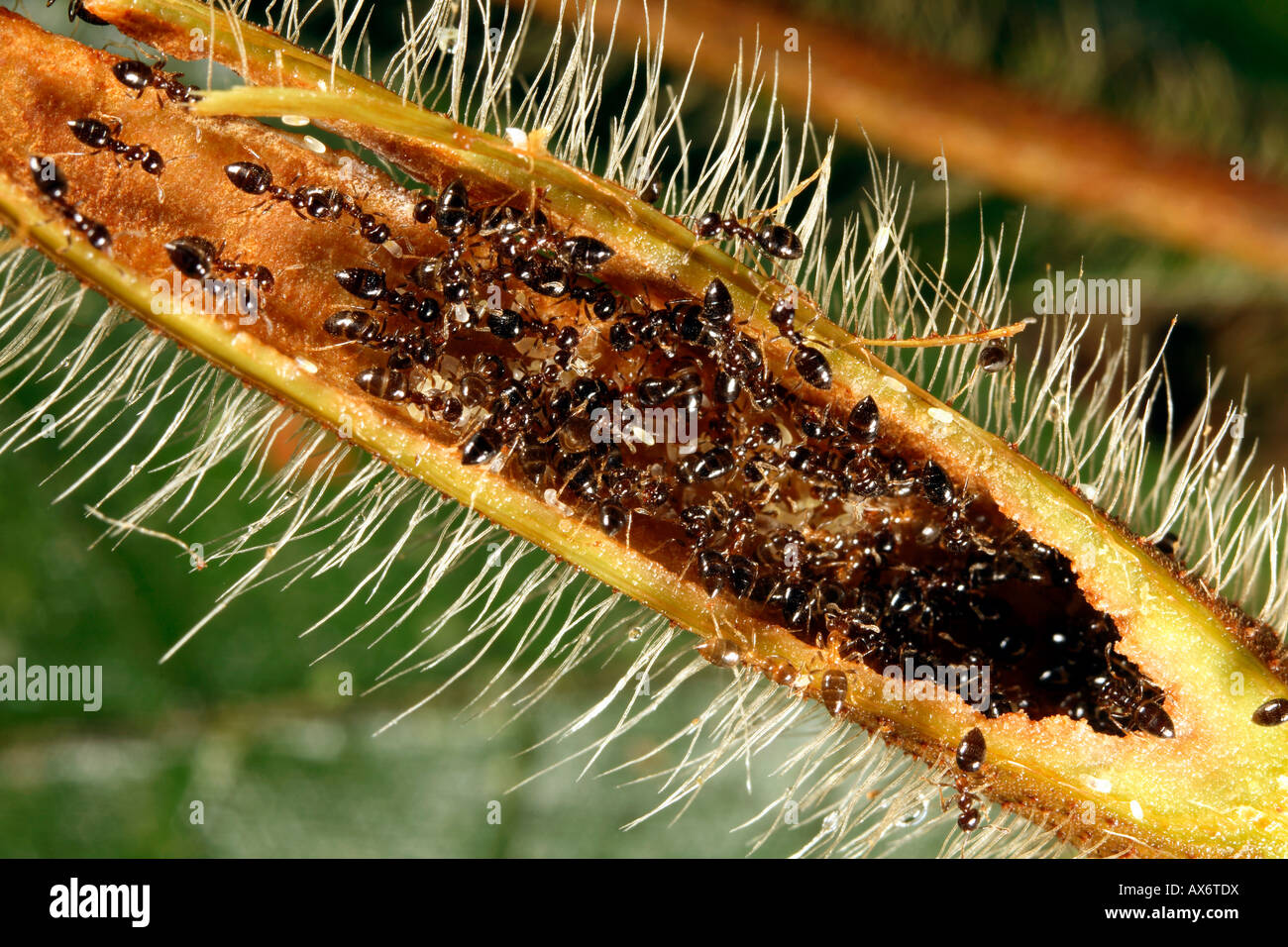 Ants (Myrmelachista schumanni) nesting in a branch of the tree Duroia ...