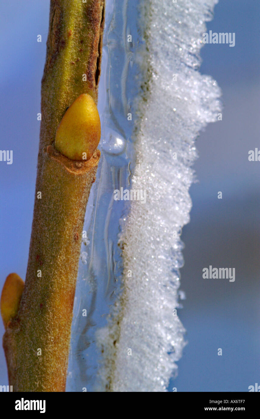 Triple branch hi-res stock photography and images - Alamy