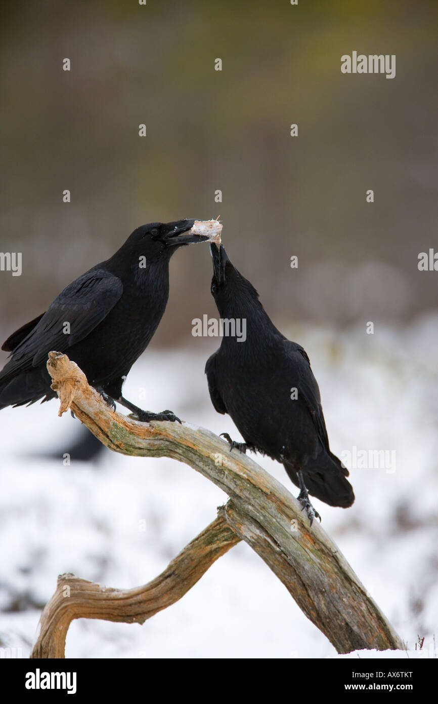 Raven passing gift to its mate Stock Photo - Alamy