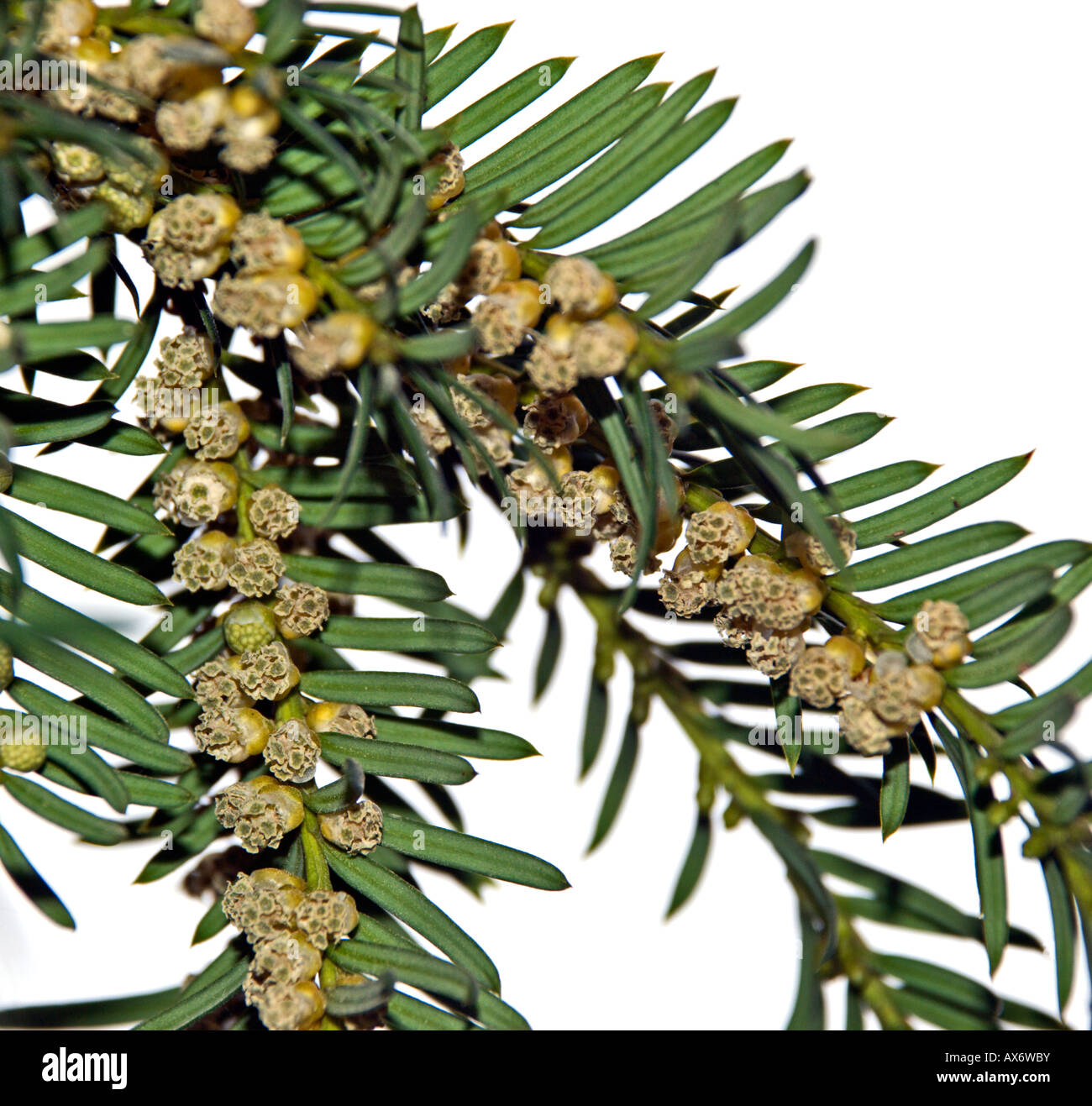 Yew flower and leaves from below on white background Stock Photo - Alamy