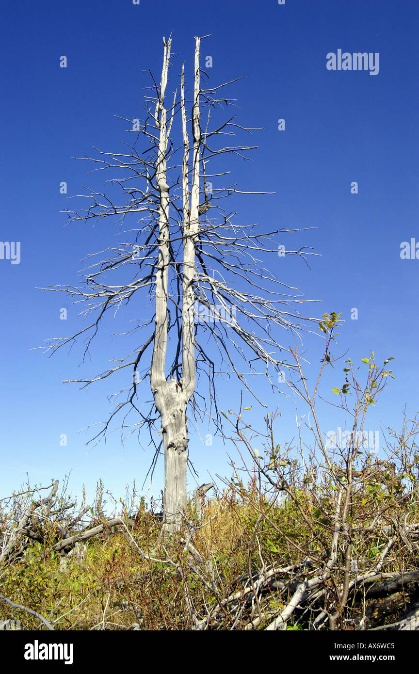 Dry white barkless trunk of dead tree with stretched branches Stock ...