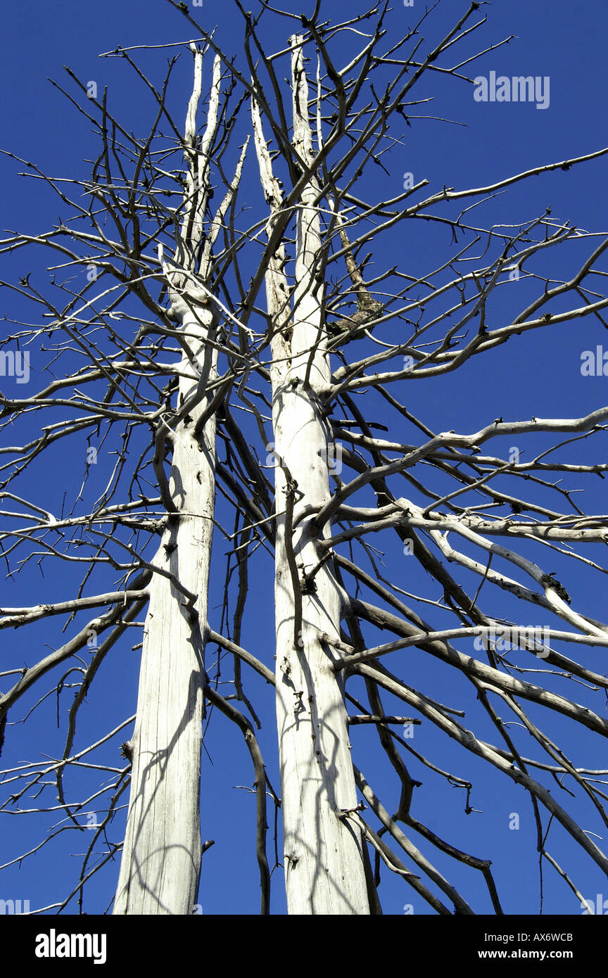 Dry white barkless trunk of dead tree with stretched branches Stock ...