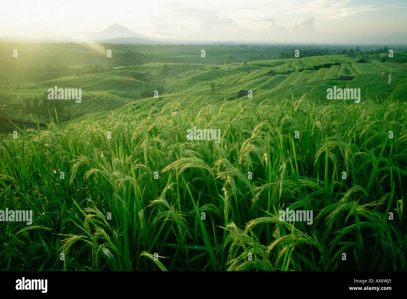 Rice terraces and Mount Gunung in the background Bali Indonesia at ...